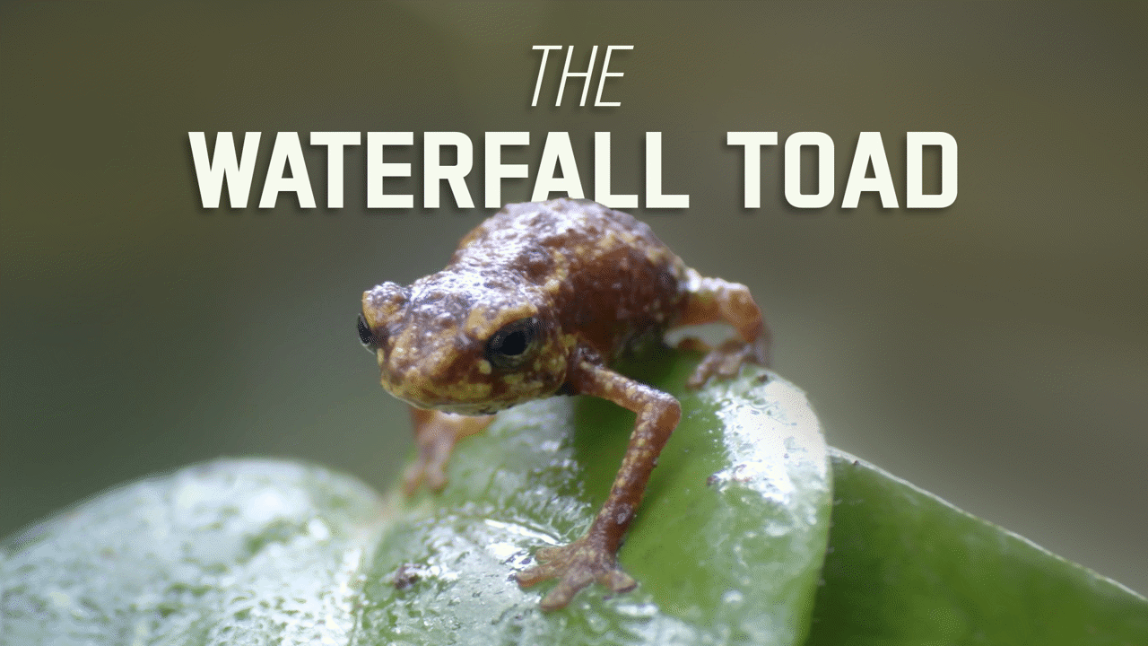The Waterfall Toad Video & Resources | ClickView