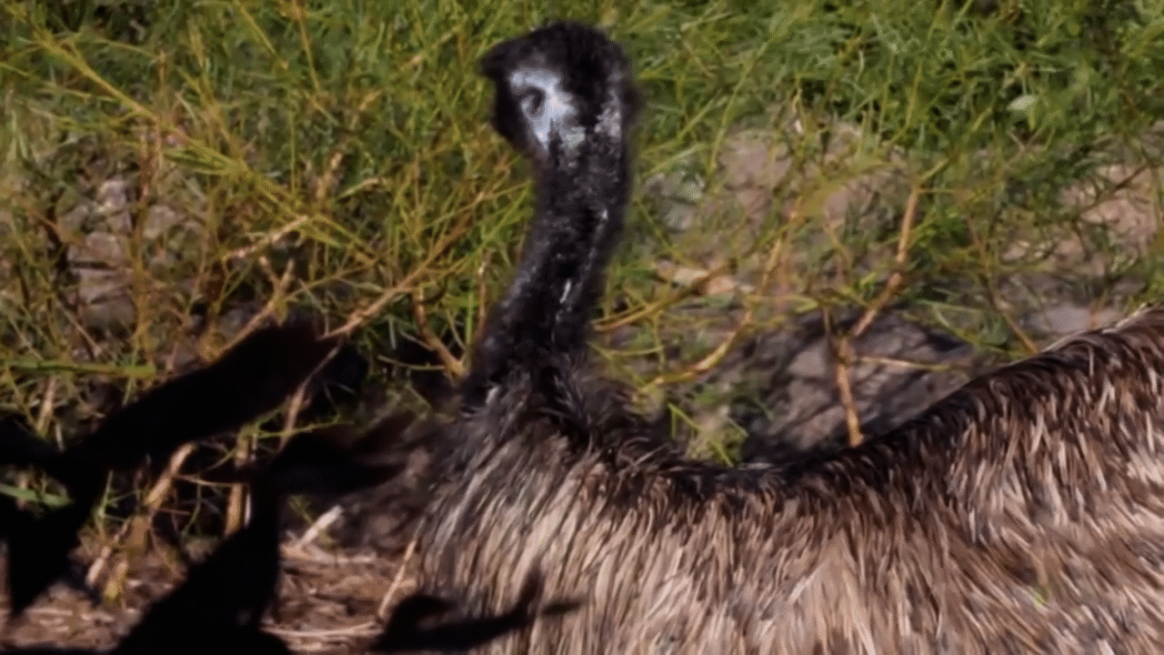 Our Animals Videos & Resources | ClickView