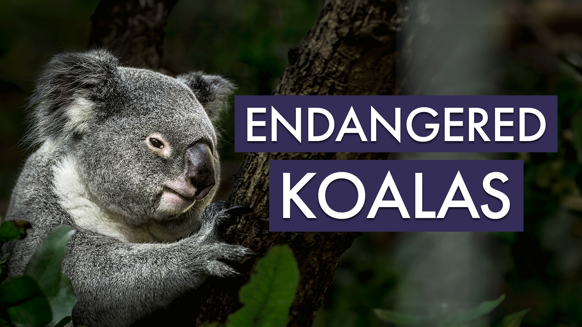 Endangered Koalas Video & Resources | ClickView