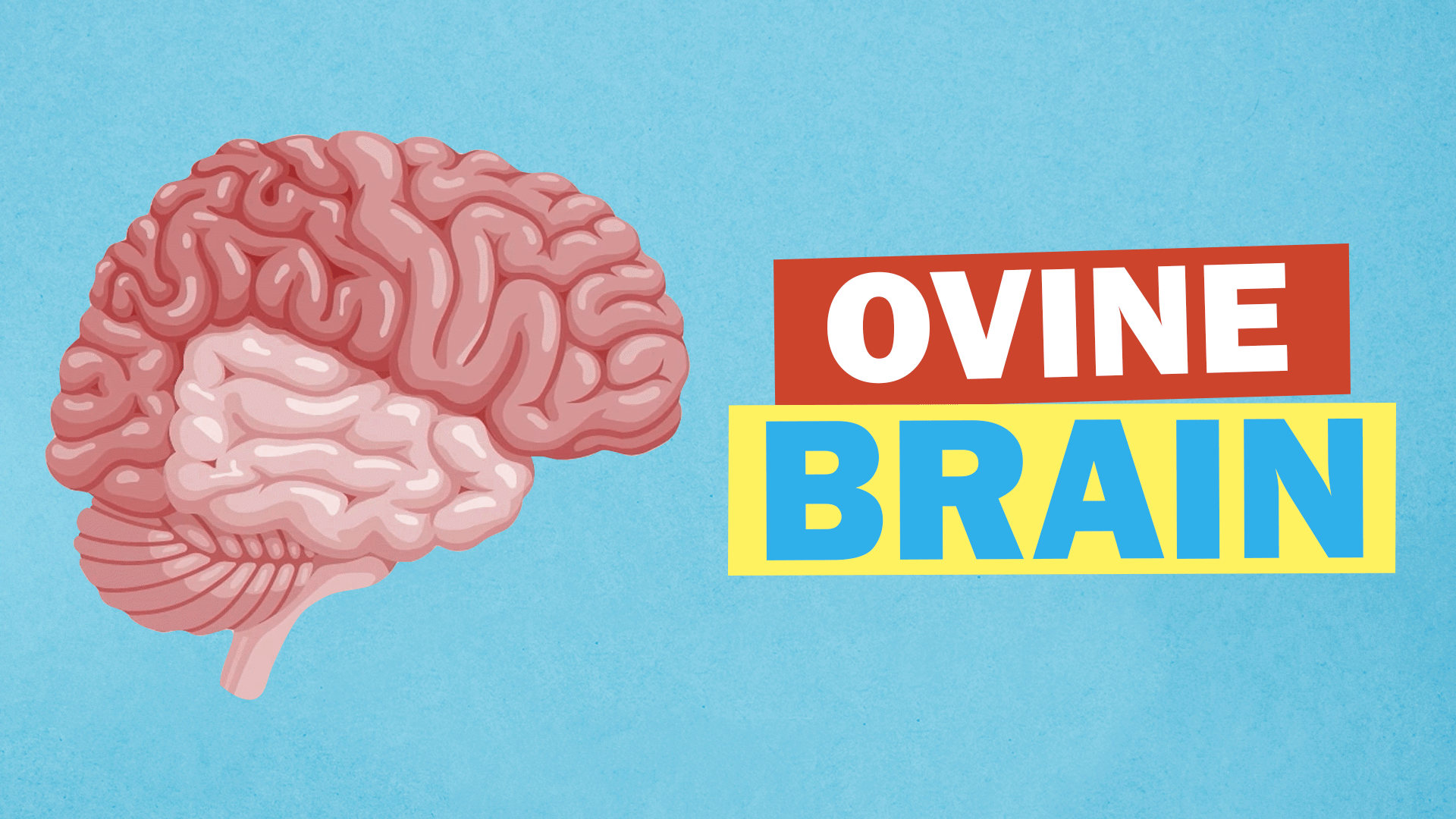 Ovine Brain Video & Resources | ClickView