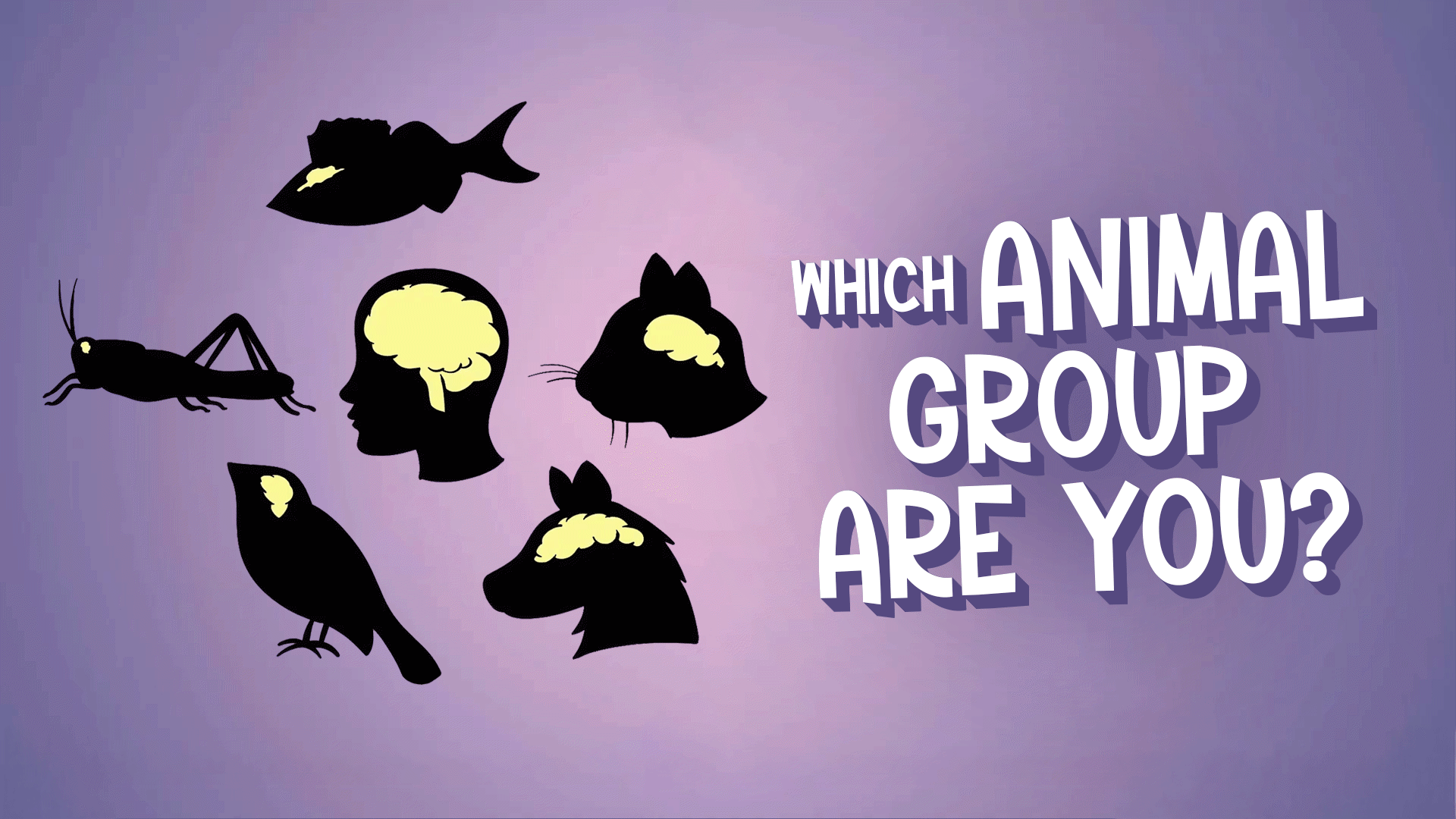 Animals: Tour of 9 Phyla Video & Resources | ClickView