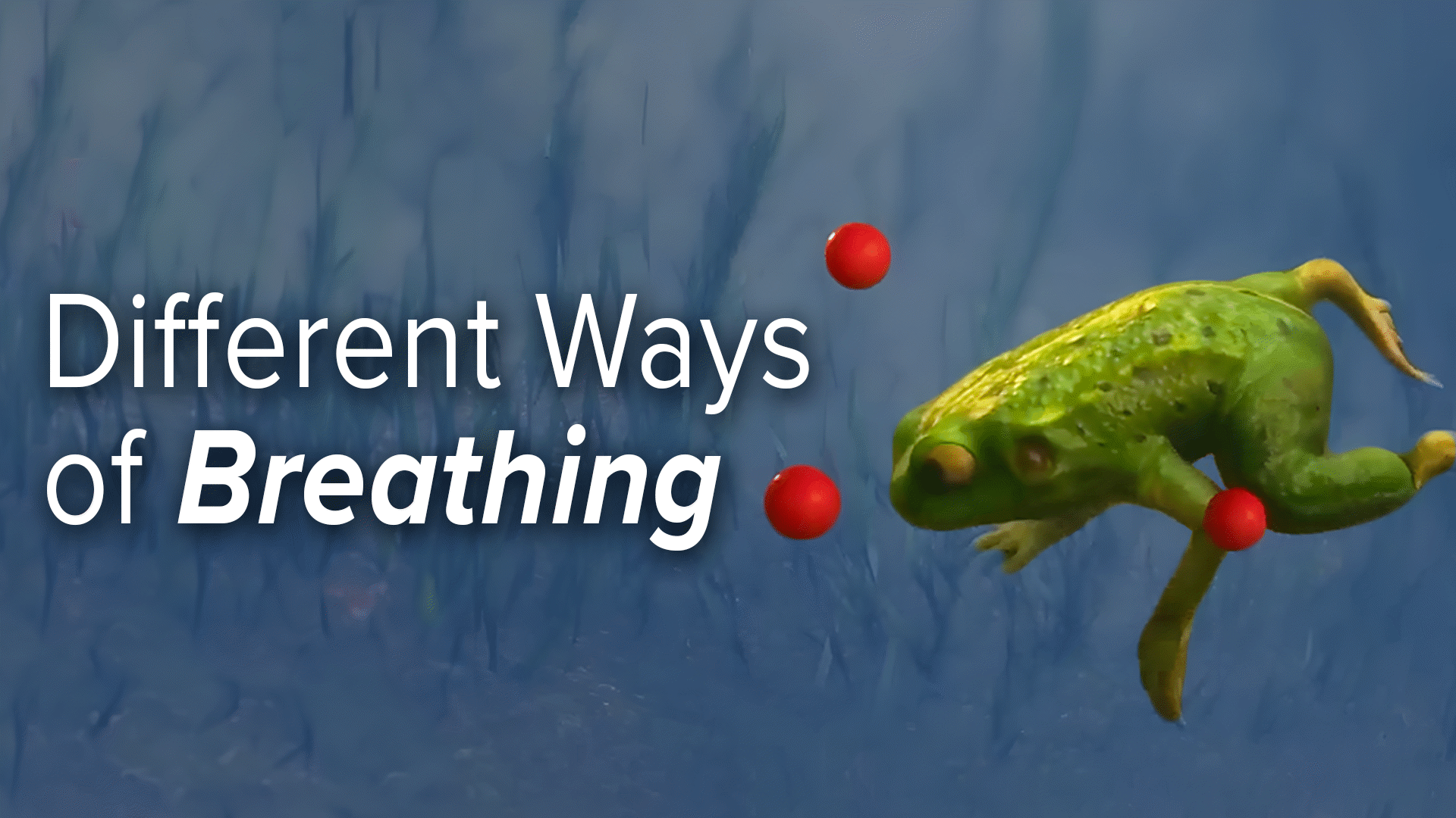 Breathing in Frogs and Humans Video & Resources | ClickView