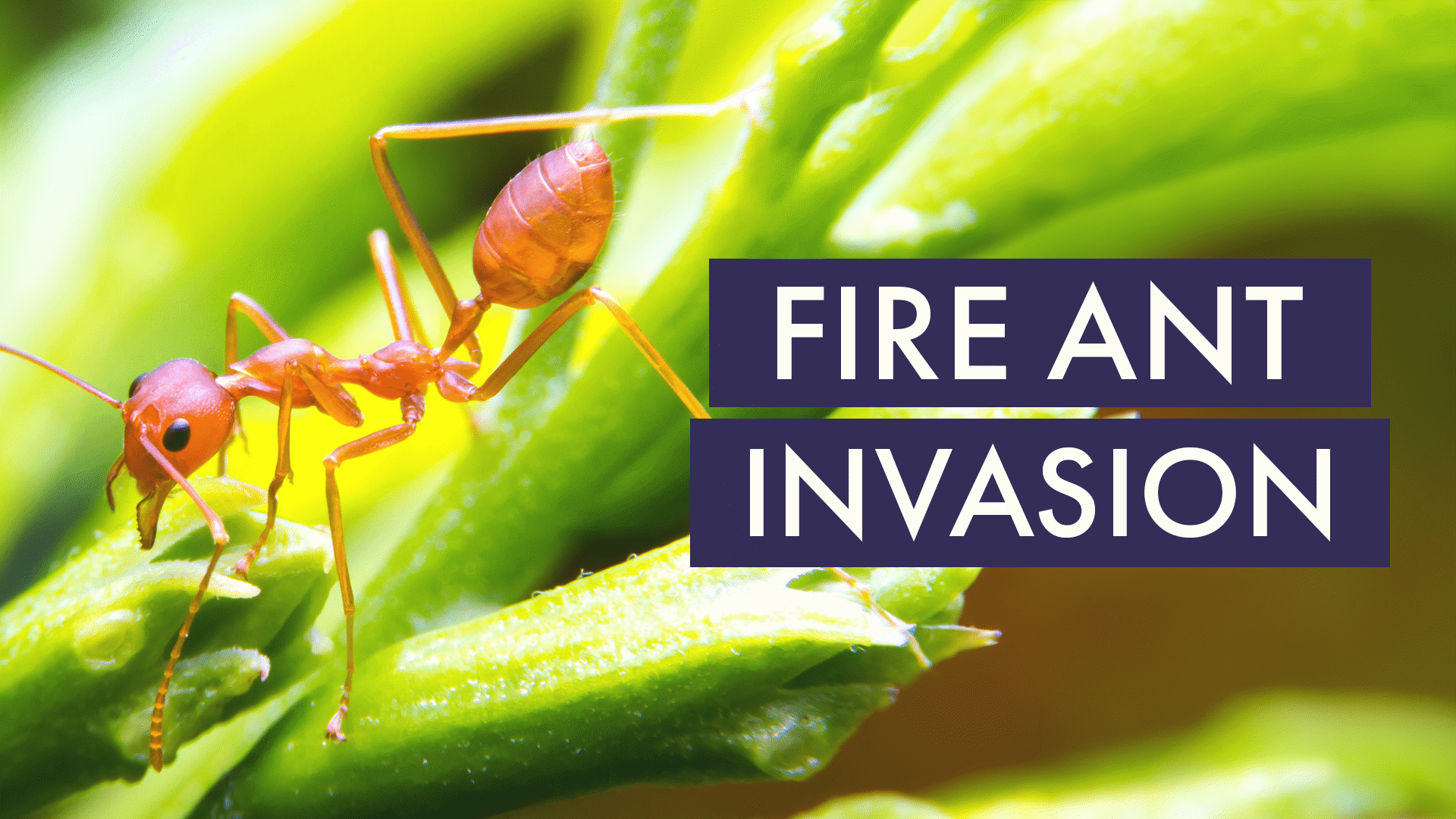 Fire Ants Video & Resources | ClickView