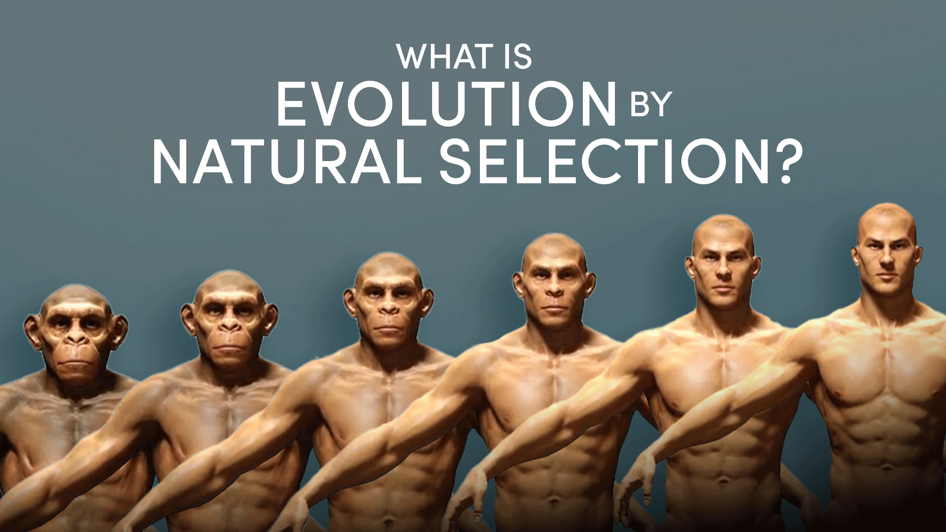 Evolution by Natural Selection Video & Resources | ClickView