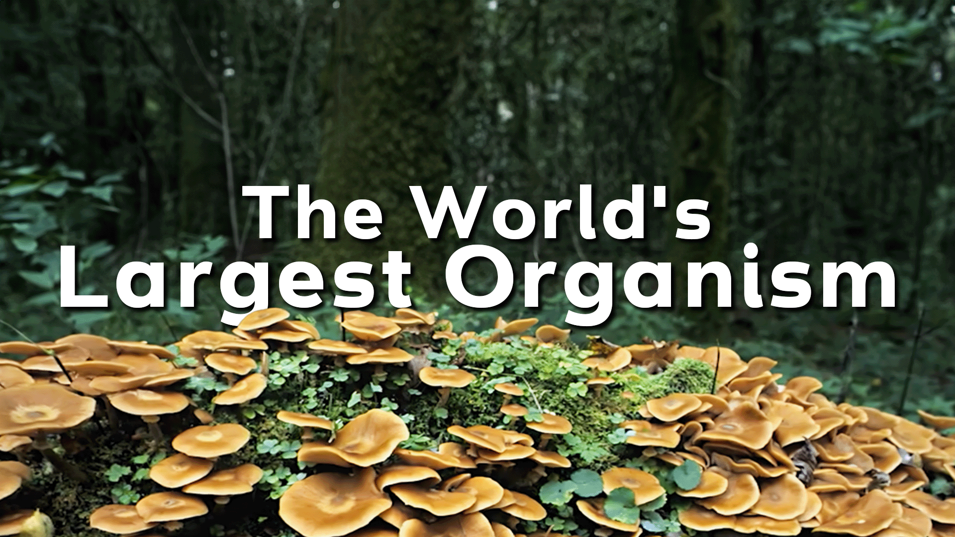 Variation and Classification | ClickView