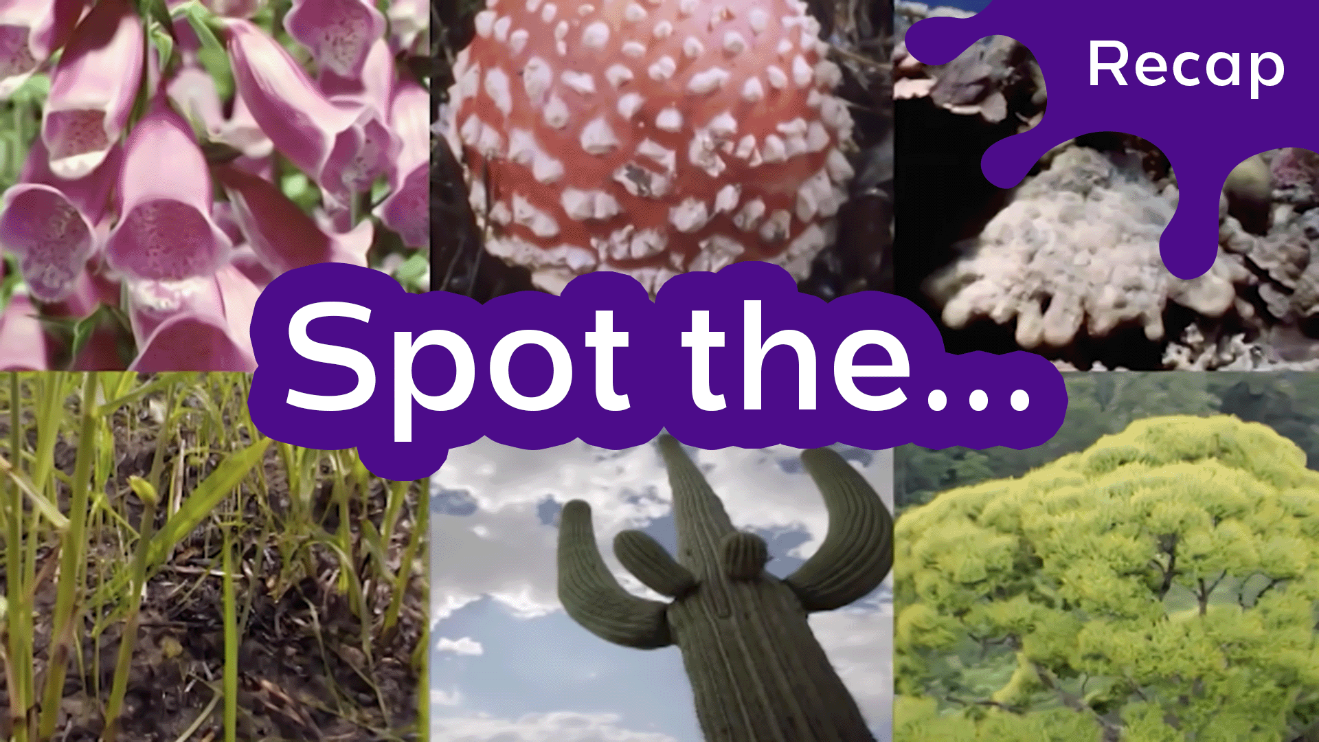 Variation and Classification | ClickView