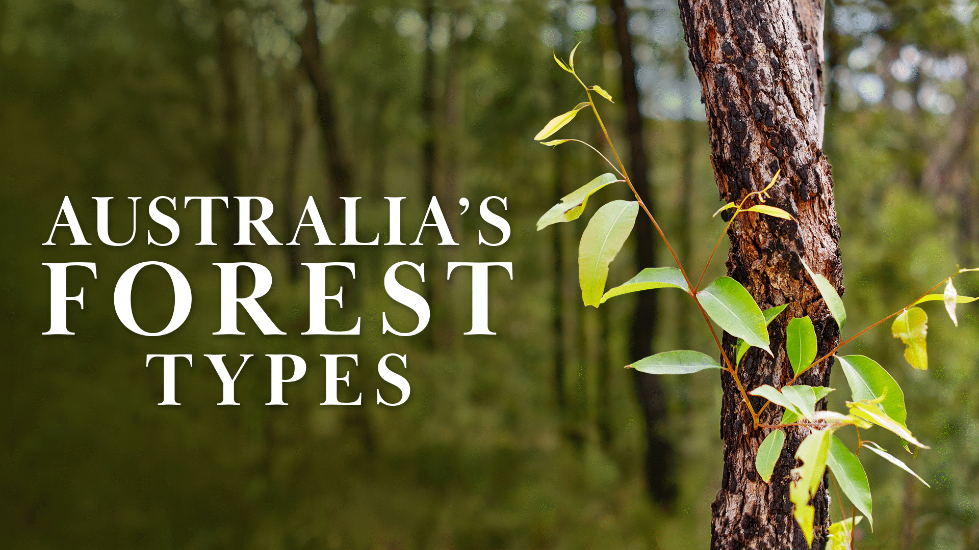 Australian Forests Videos & Resources | ClickView