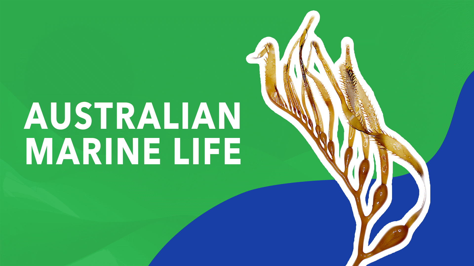 Australian Environmental Education presents Australian Marine Life ...