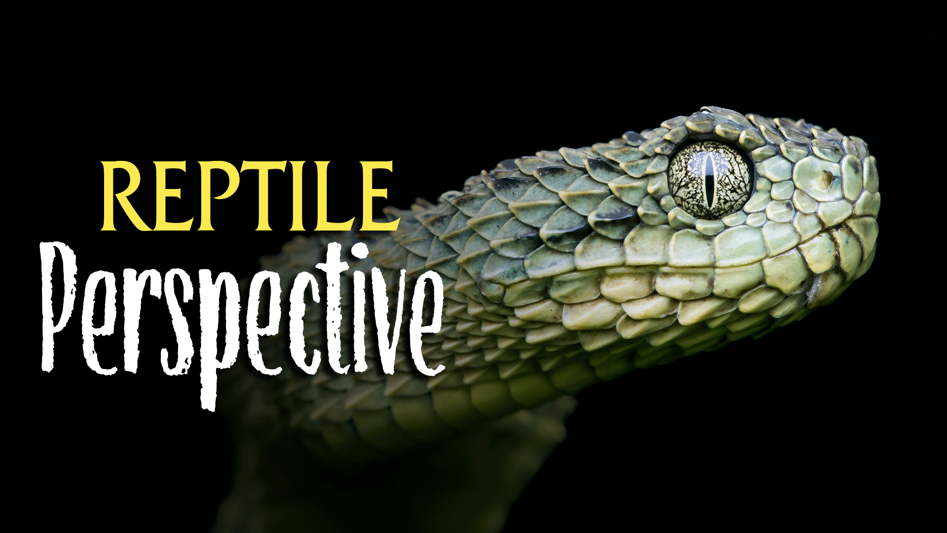 Reptiles Video & Resources | ClickView