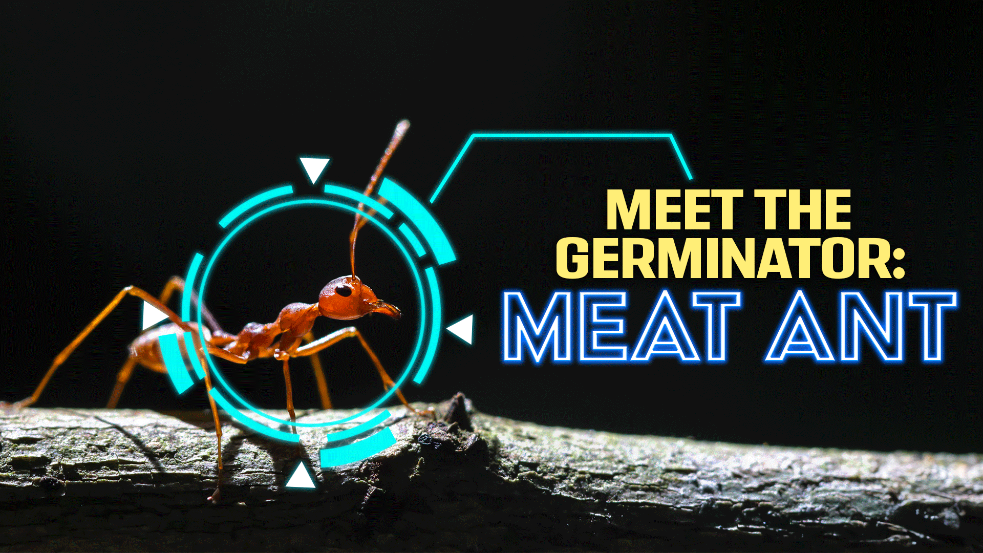 Minibeast Heroes Videos & Resources | ClickView