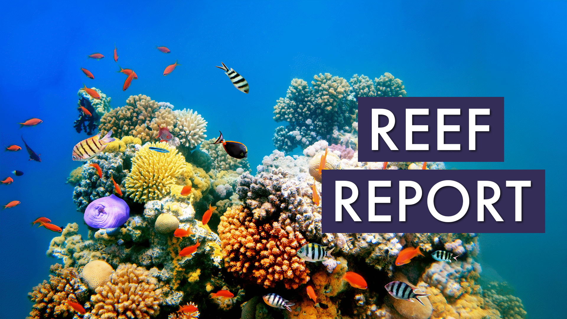 Reef Report Video & Resources | ClickView