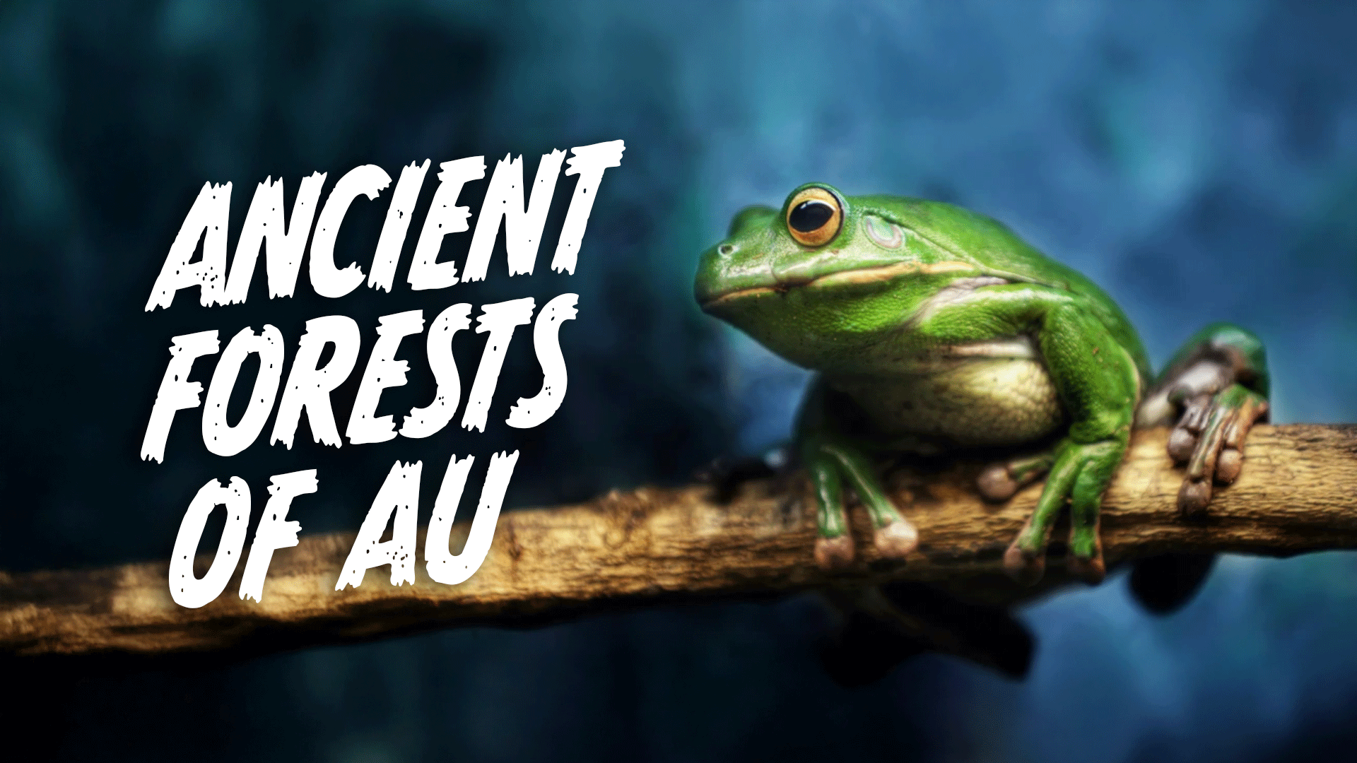 Ancient Forests Video & Resources | ClickView