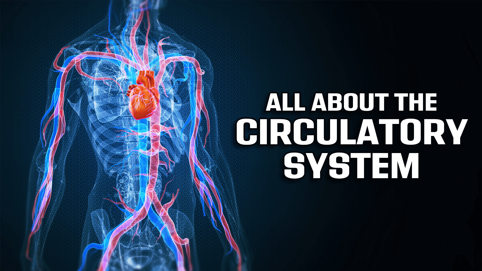 All About the Circulatory System | ClickView