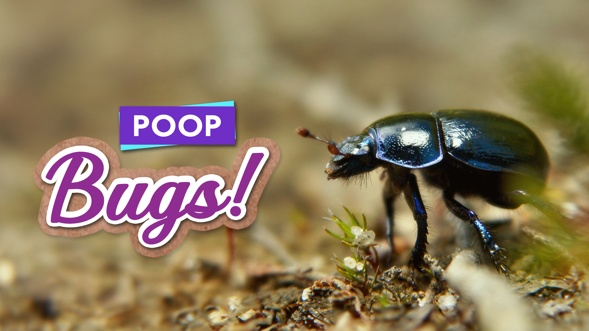 Dung Beetles and their Big Balls of Poop! | ClickView