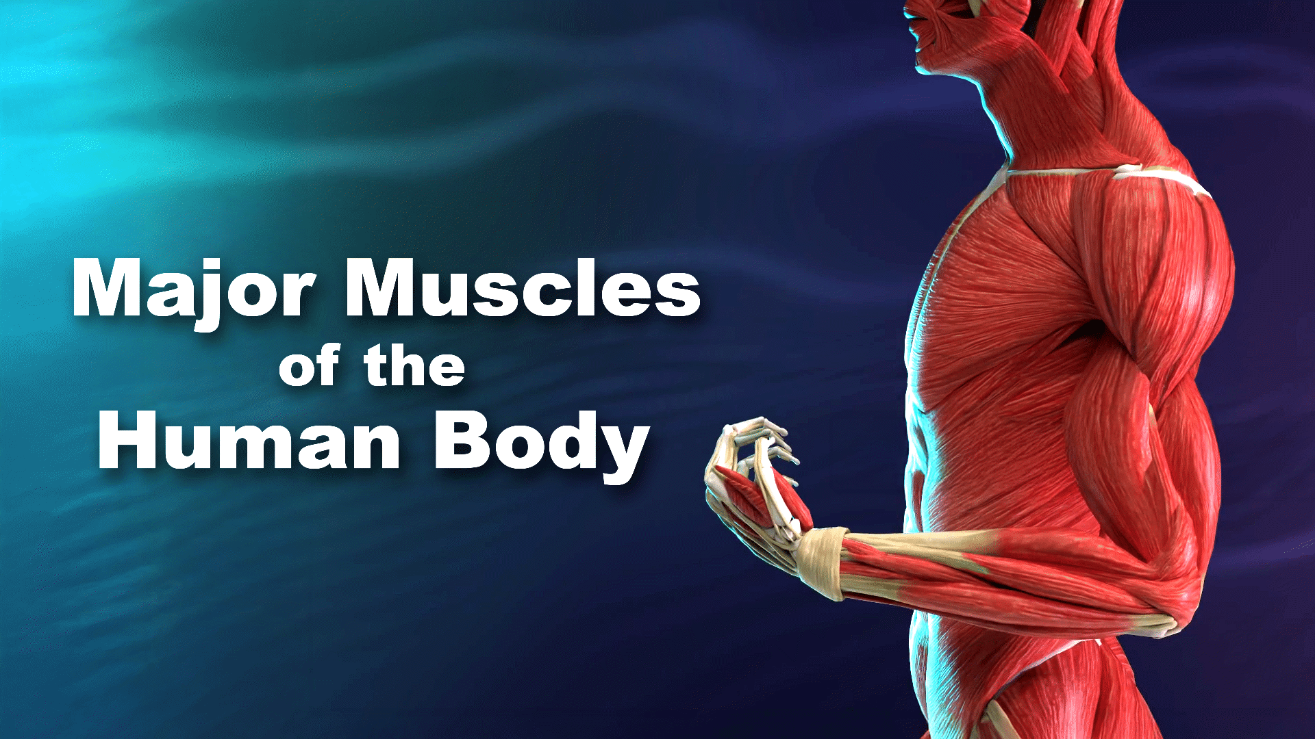 The Major Muscles of the Human Body | ClickView