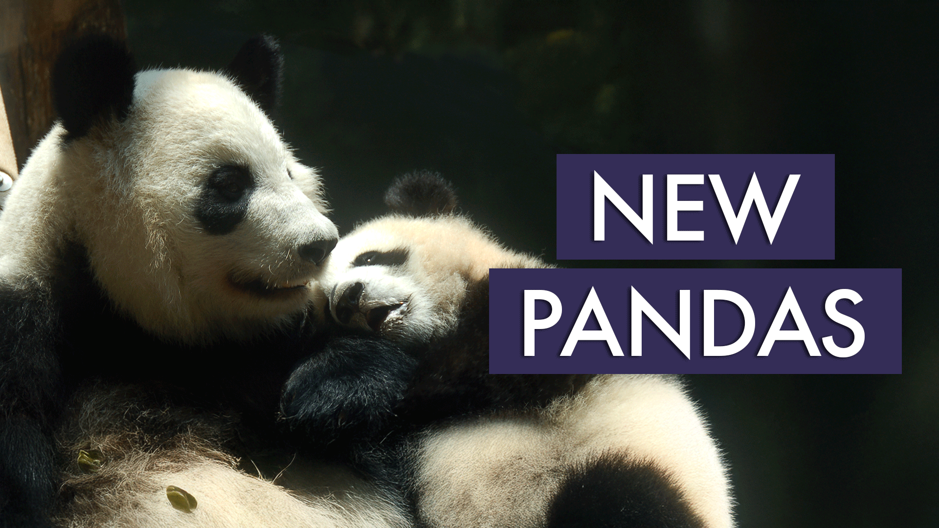 New Pandas - Australia’s new pandas are settl... - ClickView