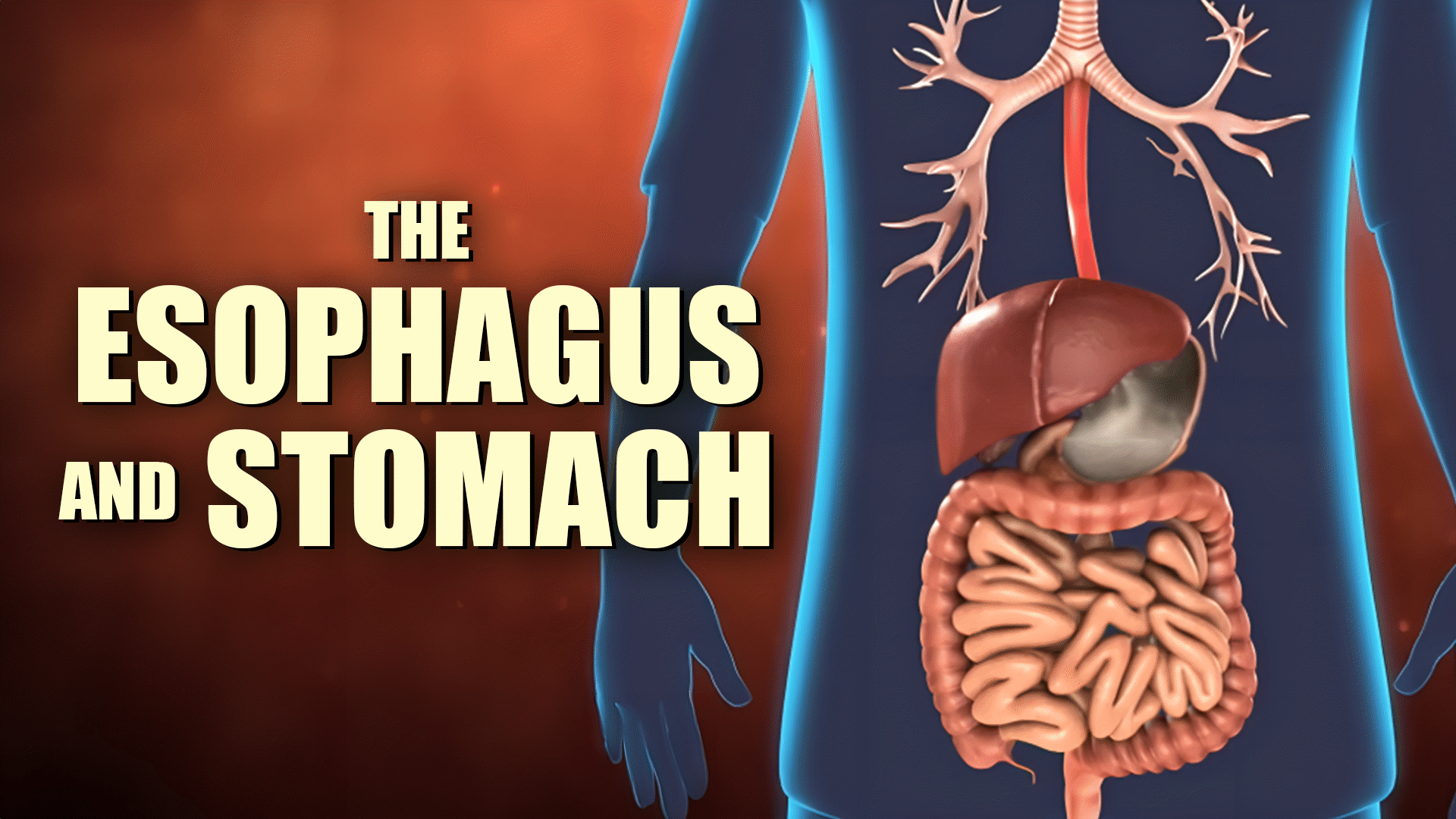 The Human Digestive System: Esophagus and Stomach | ClickView