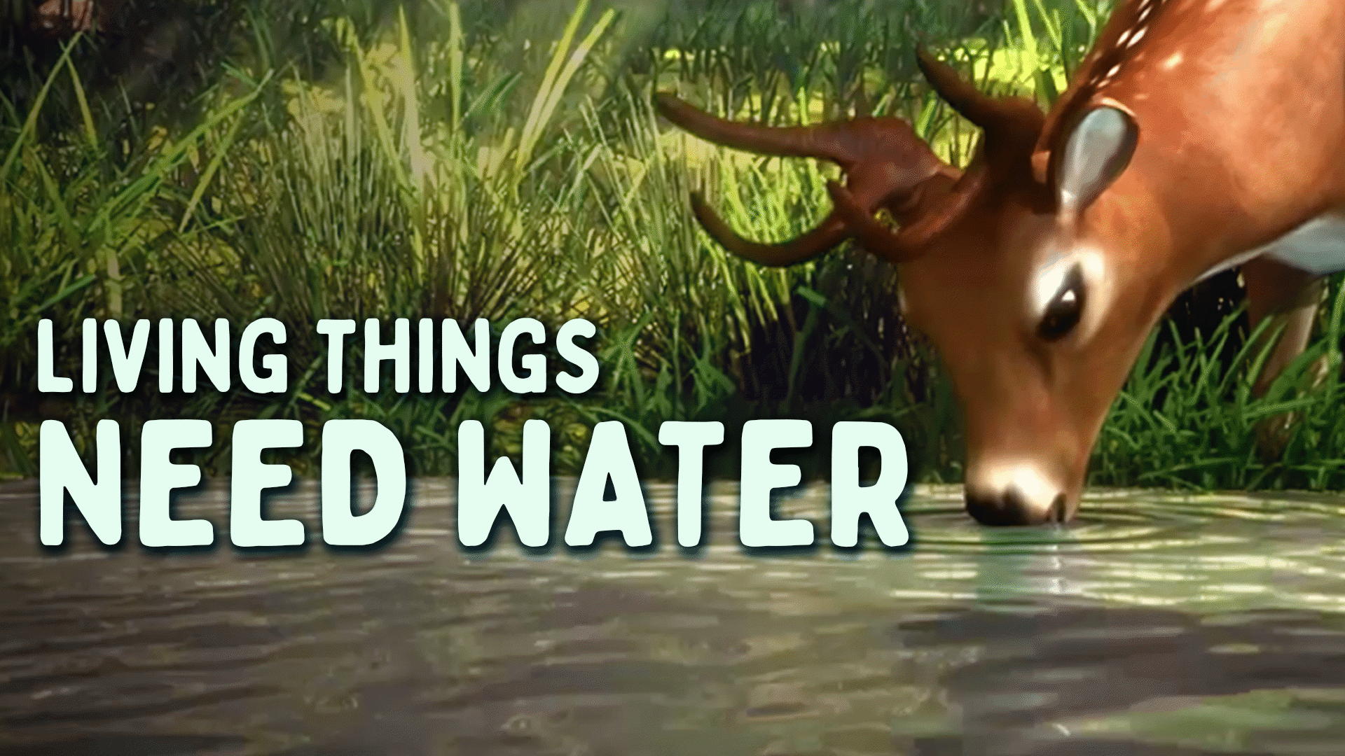 How Living Things Depend on Water | ClickView