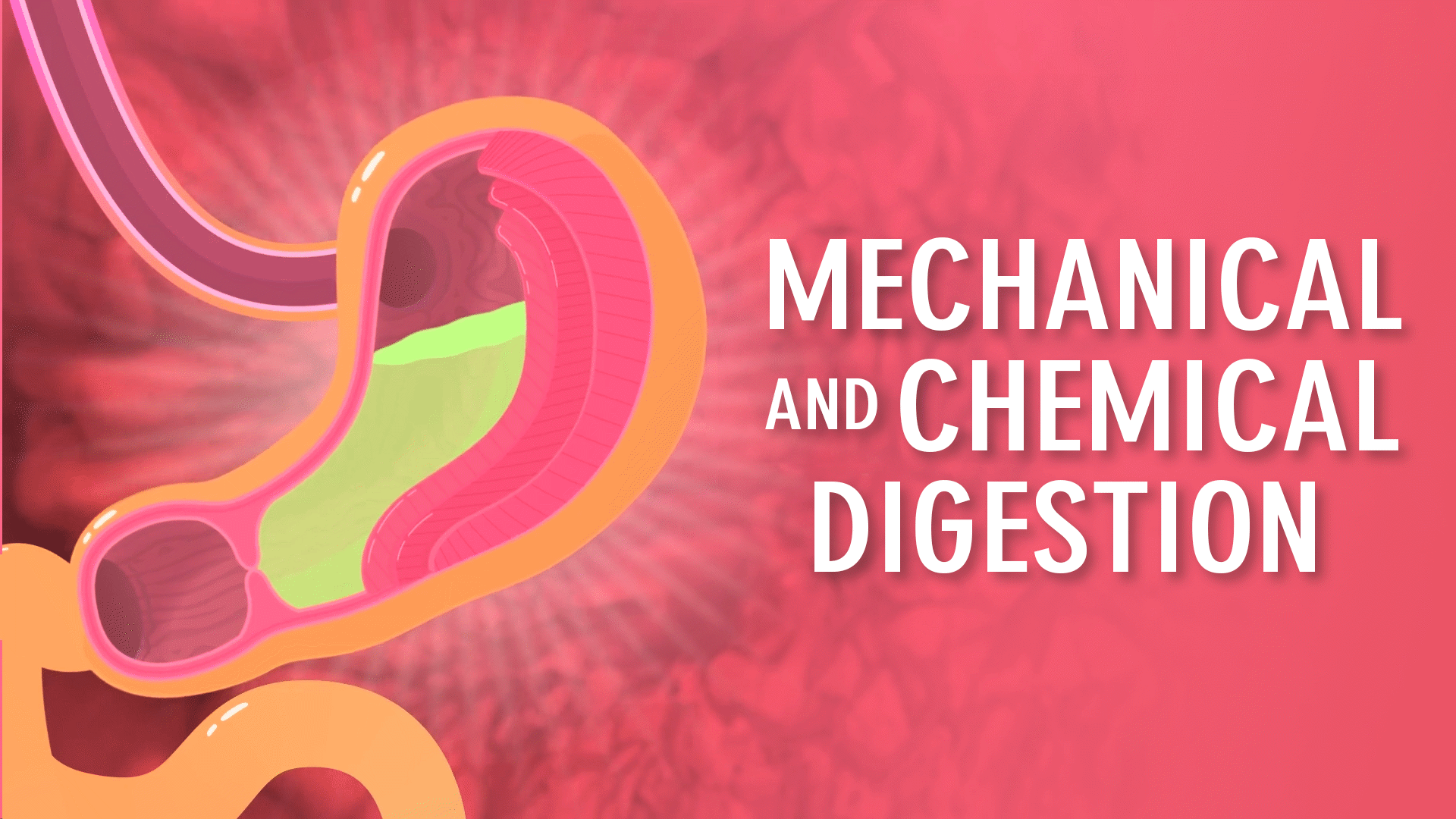 Digestive System, Part 2 Video & Resources | ClickView