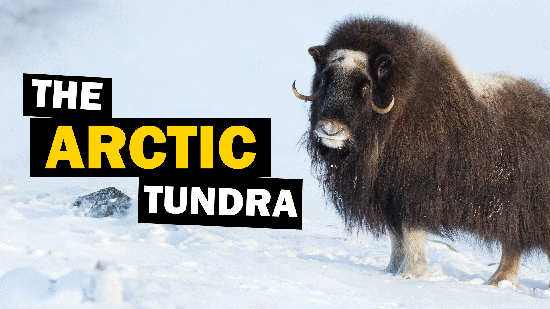 How Animals Have Adapted to Live In the Arctic Tundra | ClickView