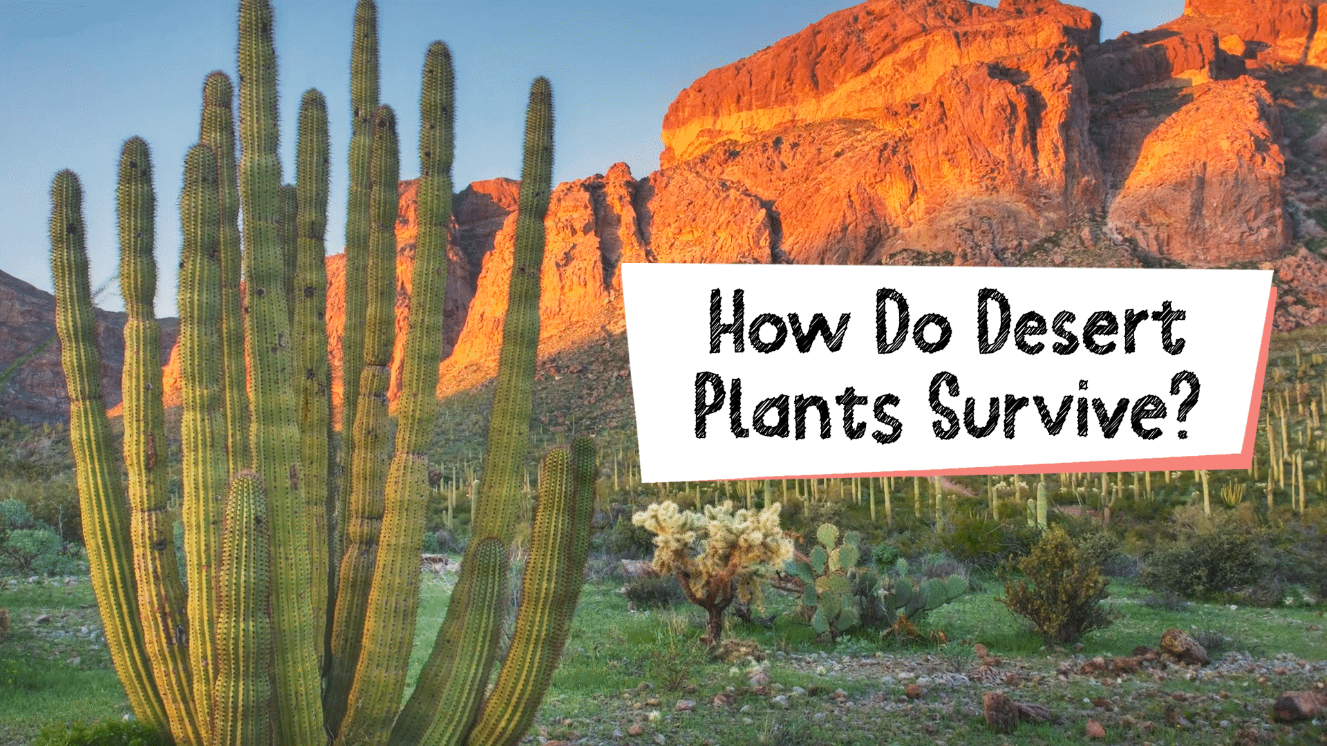Amazing Desert Plants Video Teaching Resources | ClickView