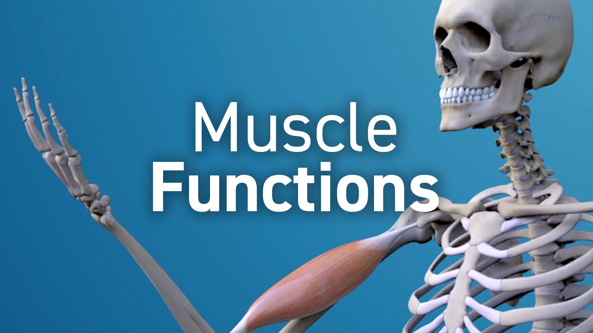 Human Body: Muscles and Bones Videos & Resources | ClickView
