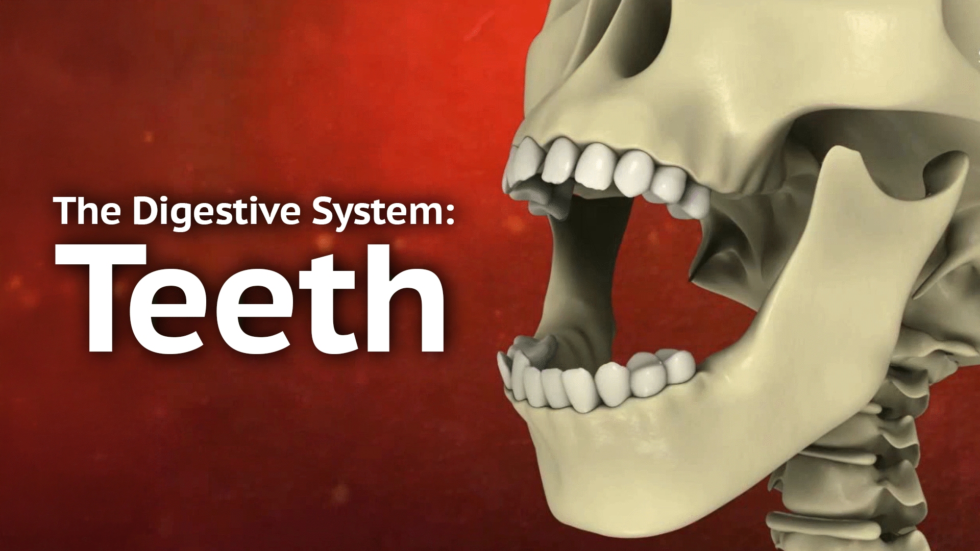 The Human Digestive System: Teeth | ClickView