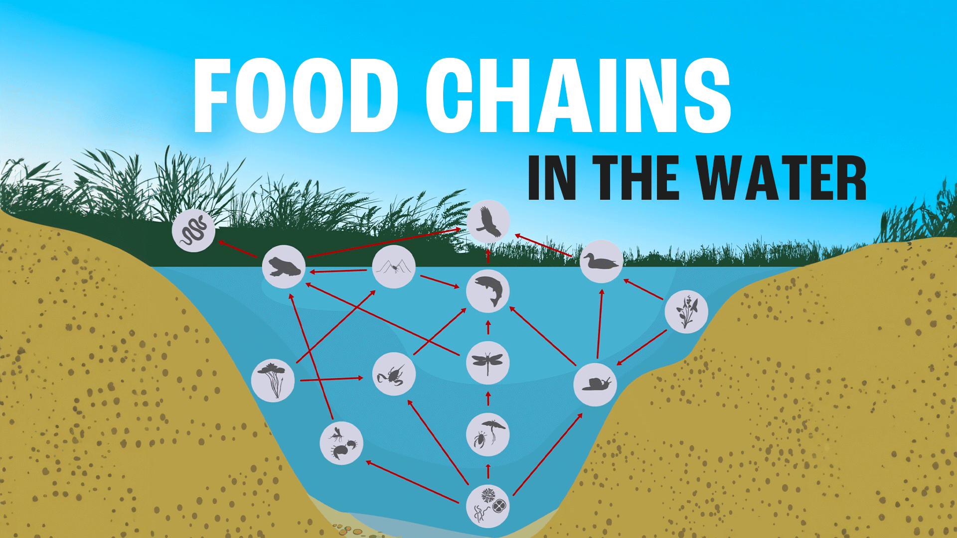 The Littoral Zone: Food Chains and Food Webs | ClickView