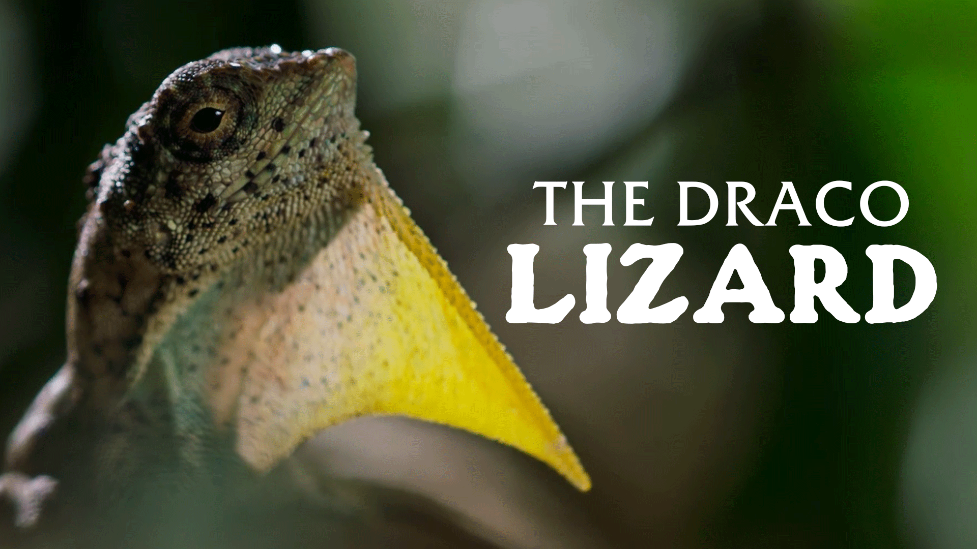 Draco Lizard Video & Resources | ClickView