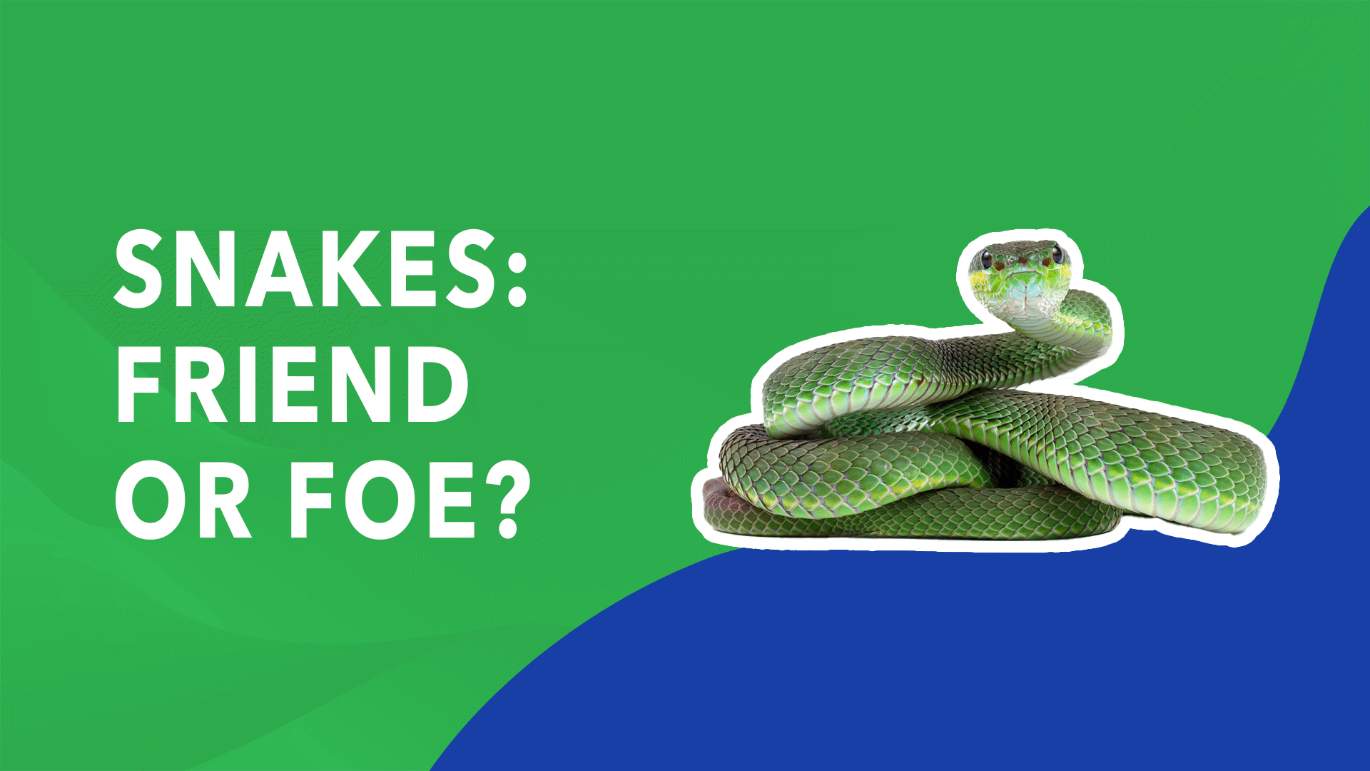 Snakes: Friend or Foe? Recording | Streamable Learning