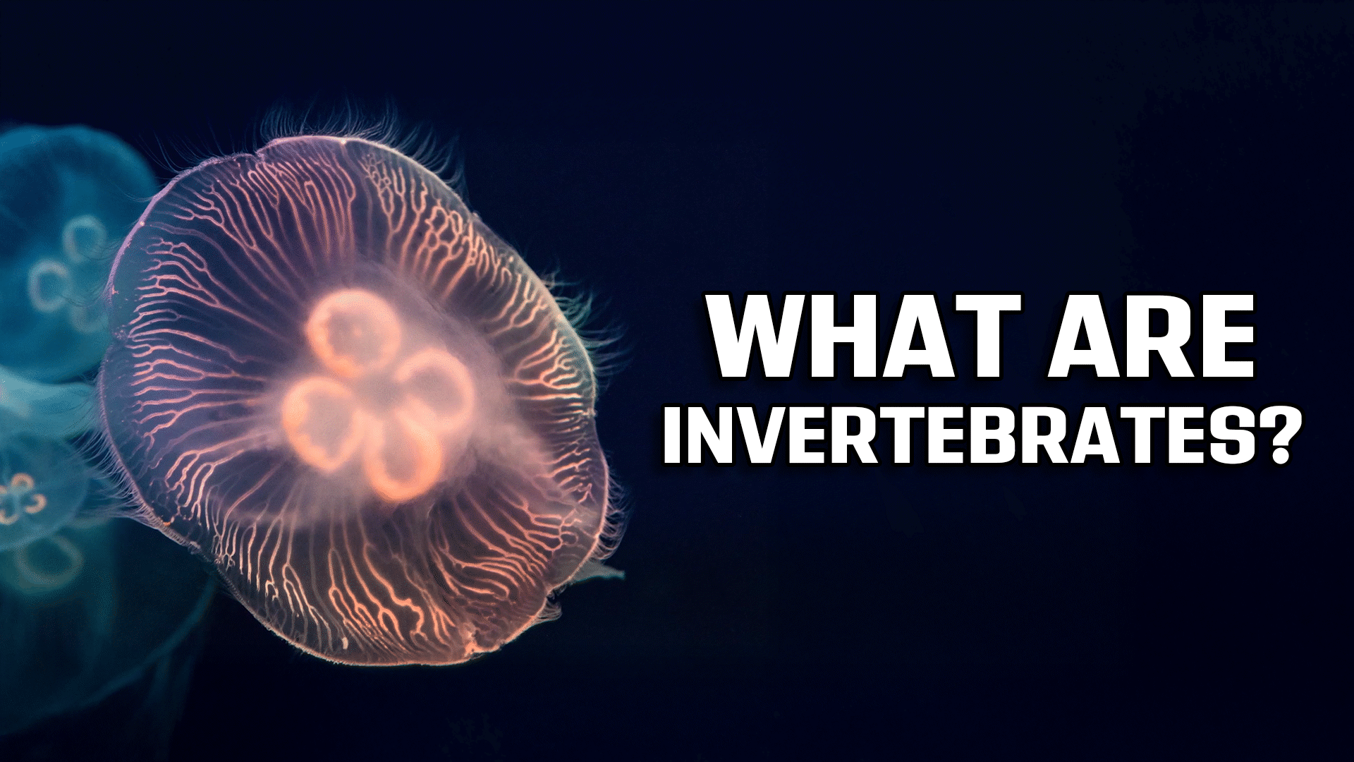 Invertebrates: Sponges, Worms, Mollusks, Arthropods, Echinoderms ...