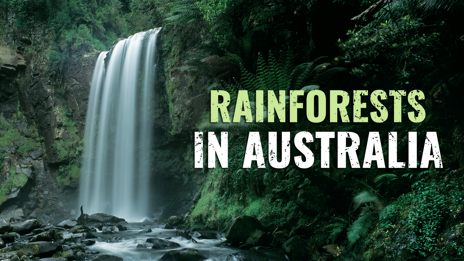 Australia: Rainforests Video & Resources | ClickView