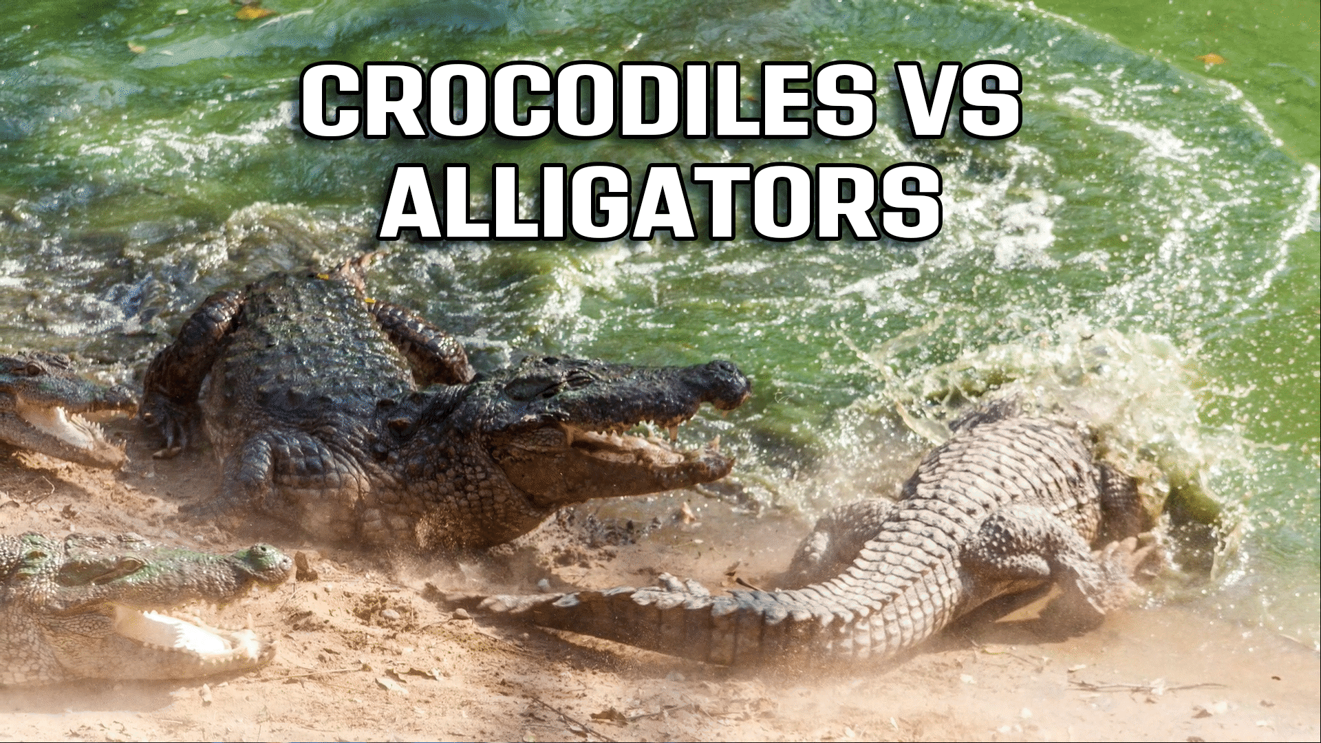 Crocodiles vs Alligators: Similarities, Differences, Fun Facts and Species | ClickView