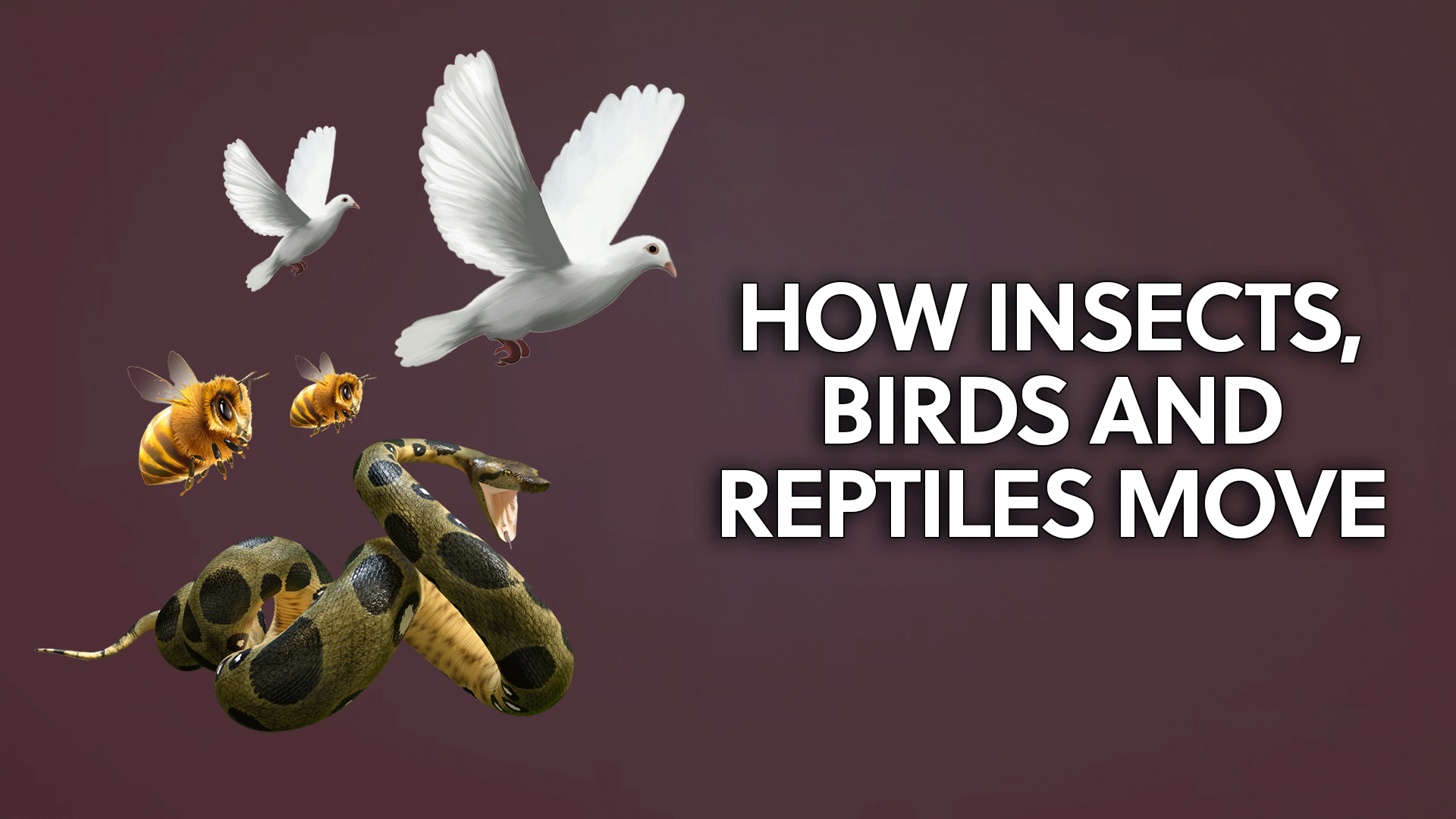 Living and Non-Living Things | ClickView