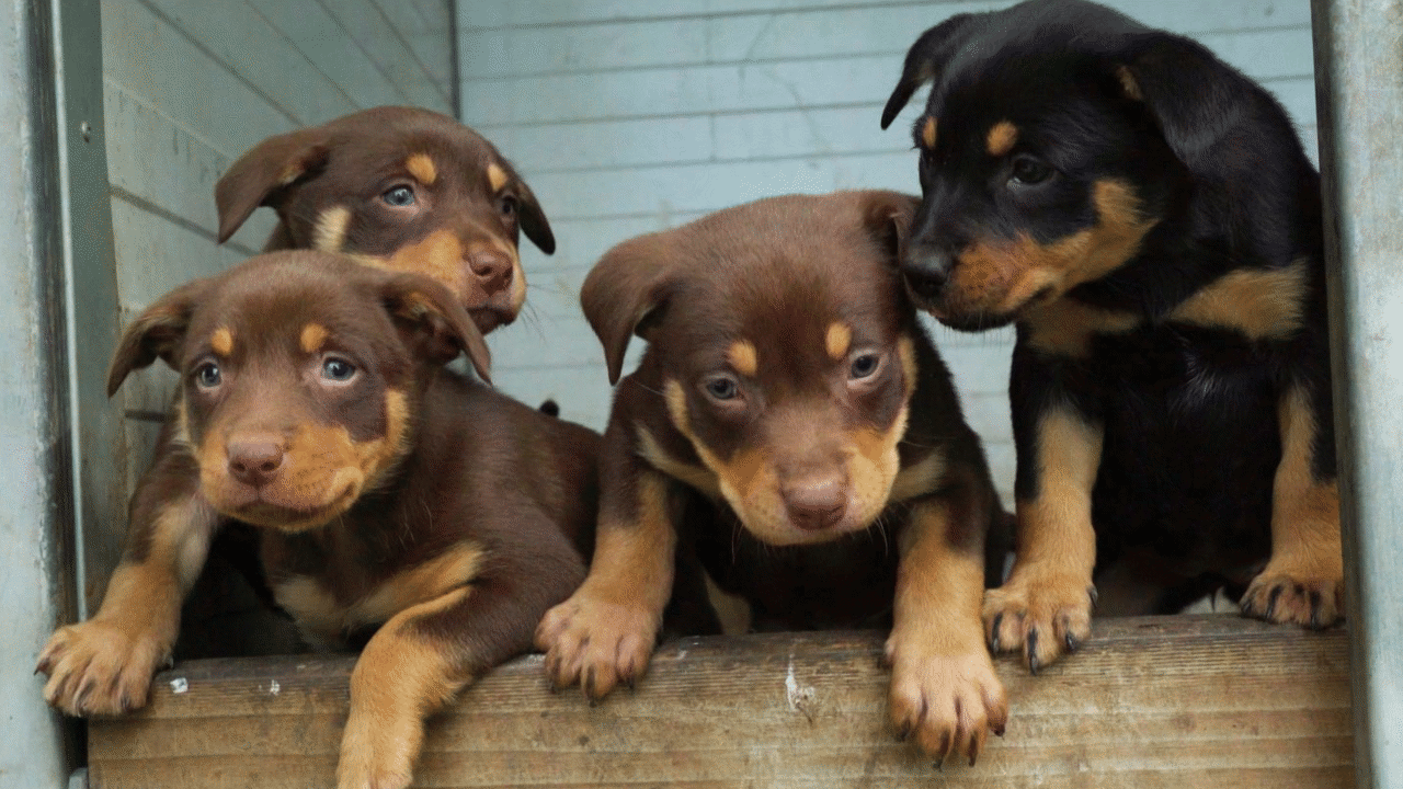 Muster Dogs: Where Are They Now - Airs 7:32 PM 15 Dec 2024 on ABCTV HD - ClickView