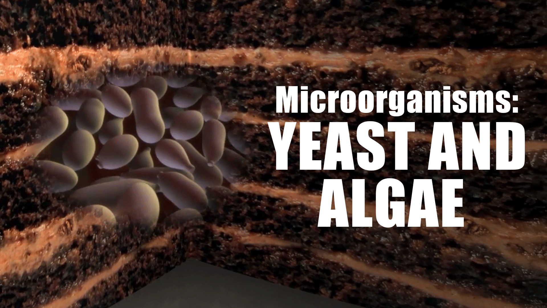 Useful Microorganisms: Part I Video & Resources | ClickView