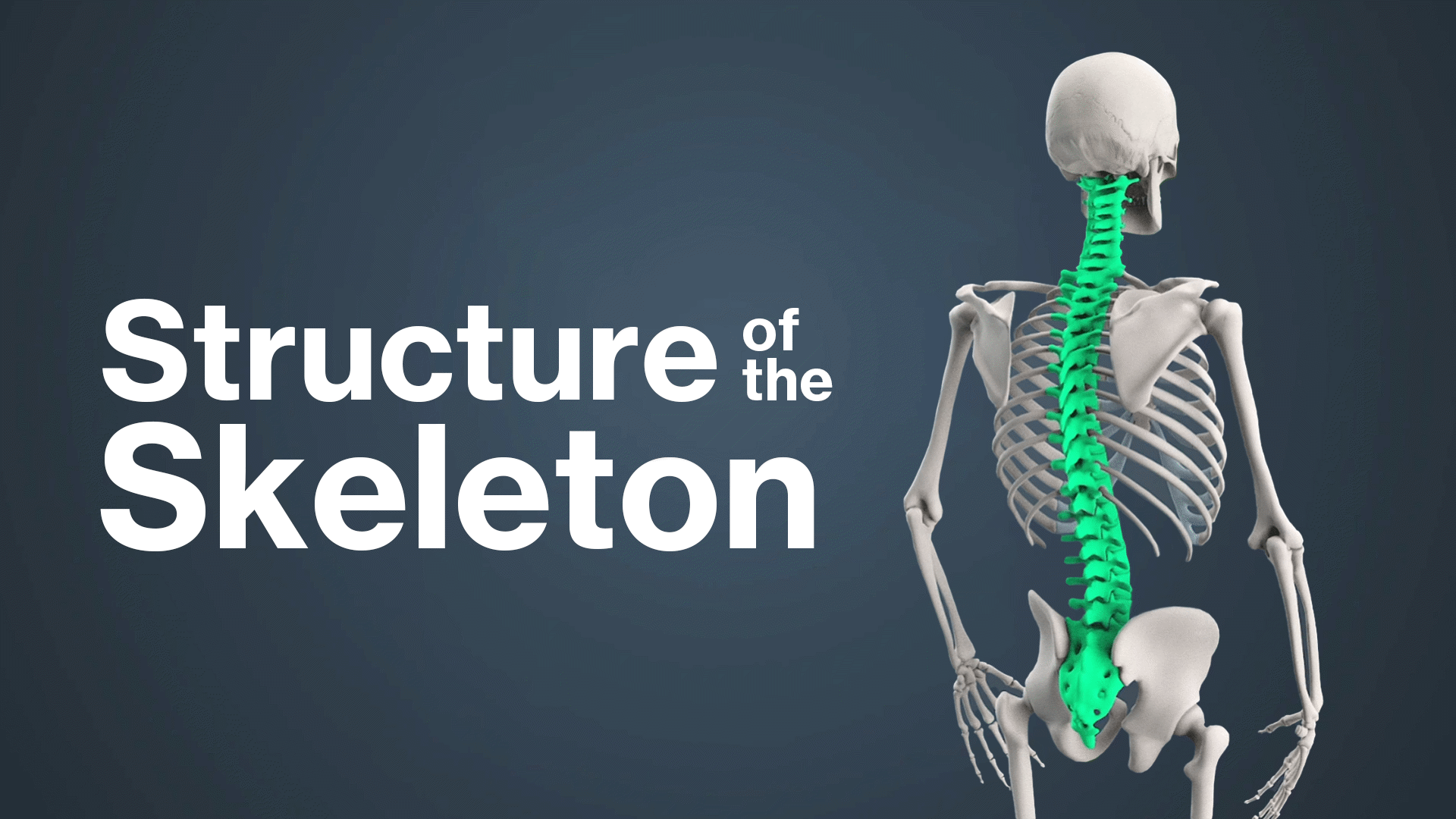 Structure of the Skeleton Video & Resources | ClickView