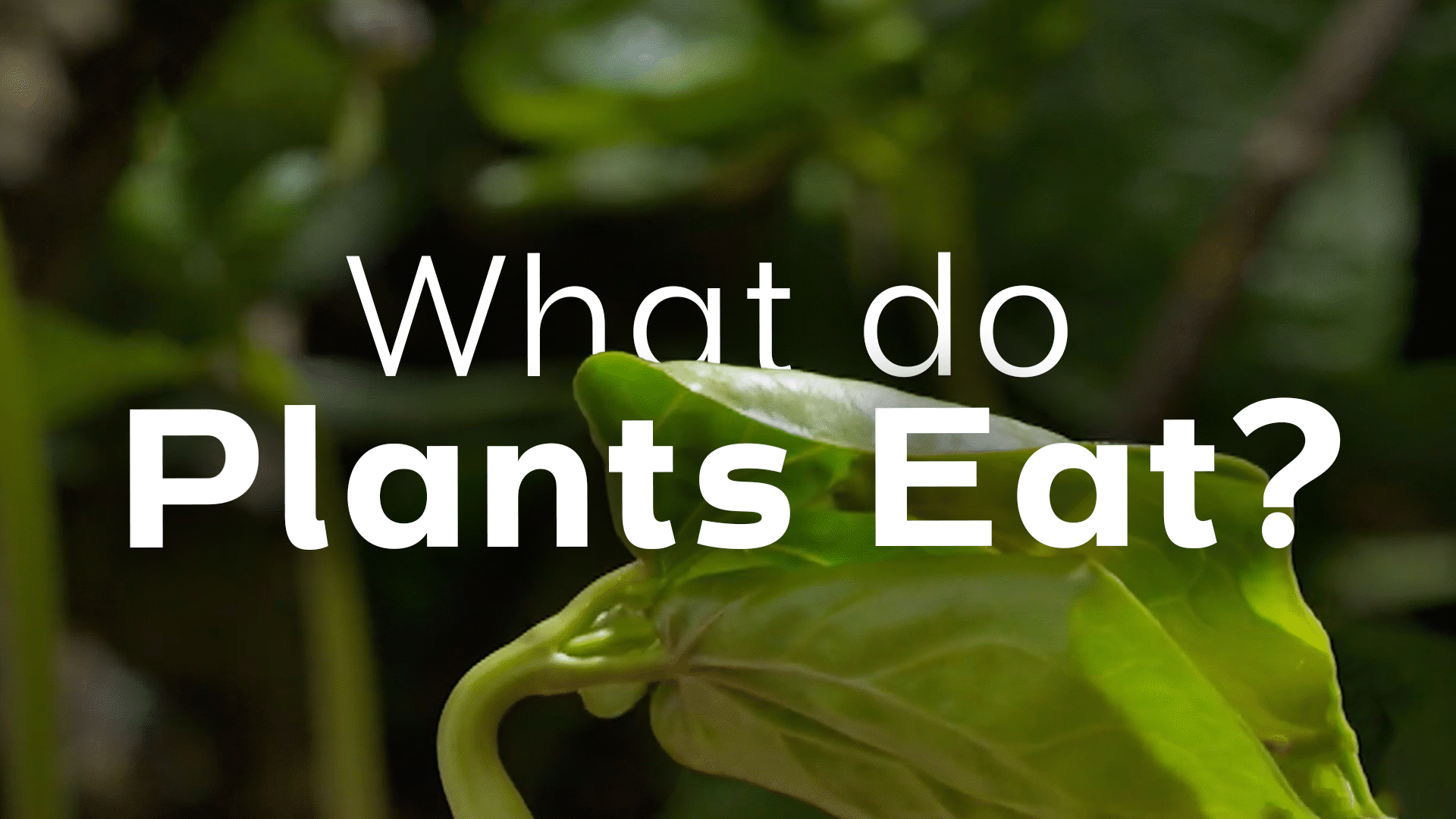 What Do Plants Eat? Video & Resources | ClickView