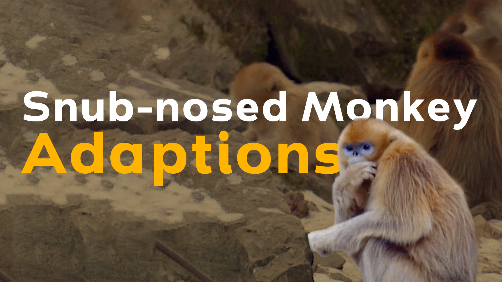 Adaptations Videos, Resources & Worksheets | ClickView