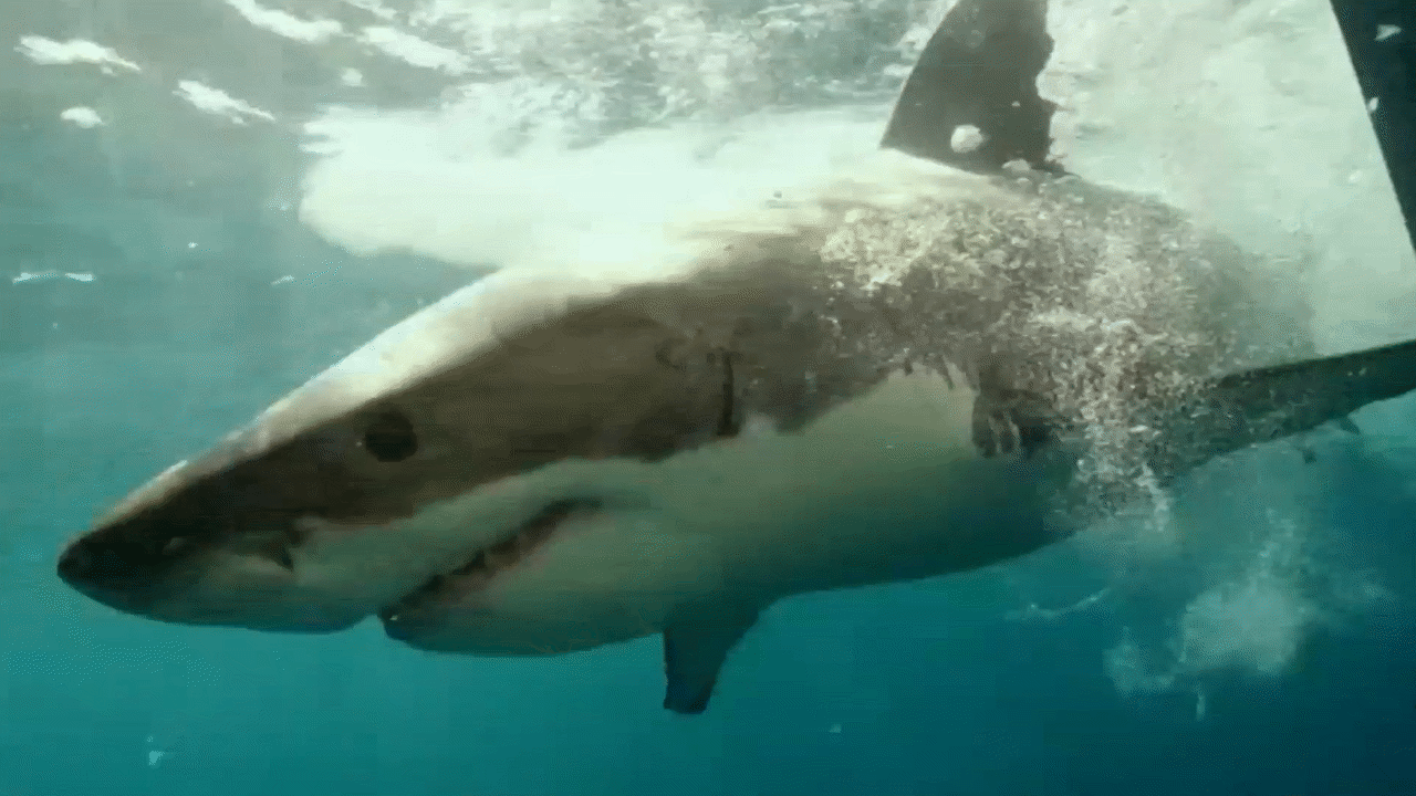 Jaws Vs. The Meg - The massive meg shark was... - ClickView