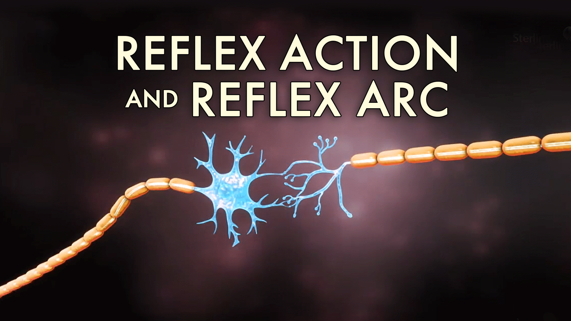 Reflex Action and Reflex Arc Video & Resources | ClickView