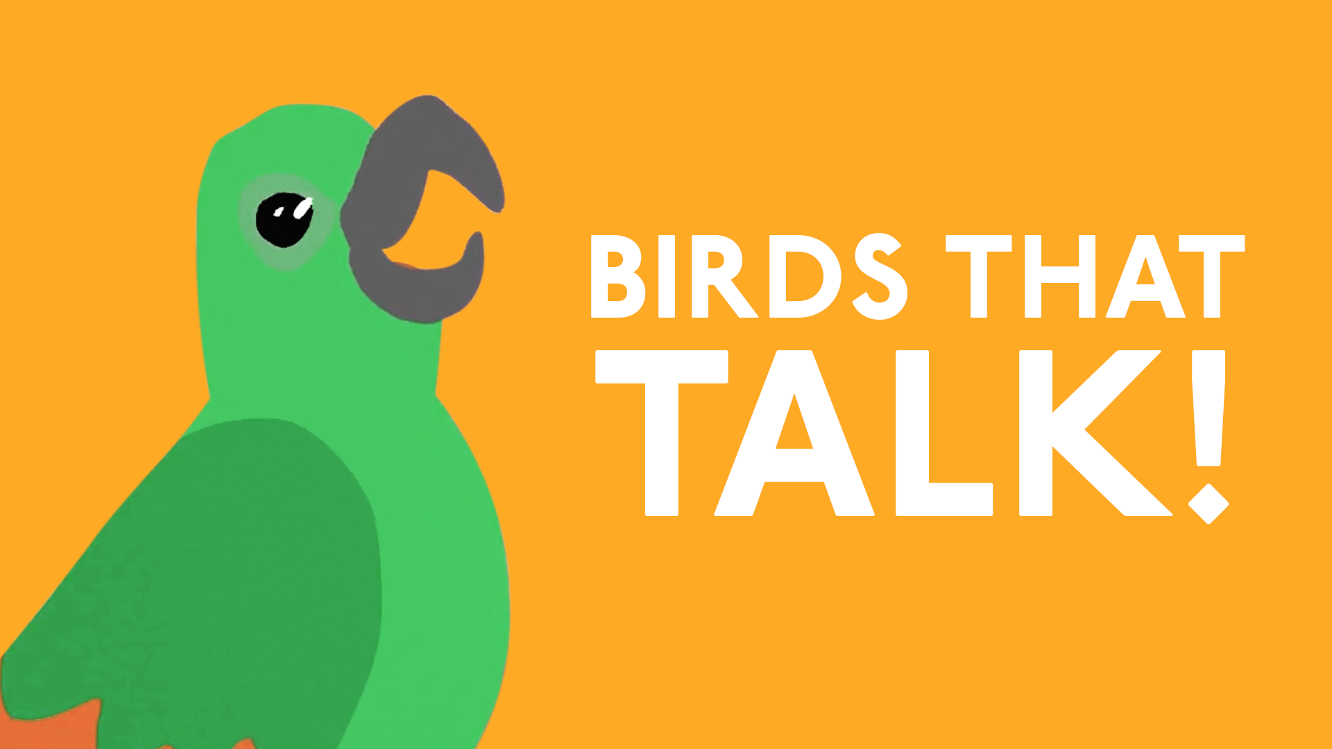 Birds that Talk! Video & Resources | ClickView