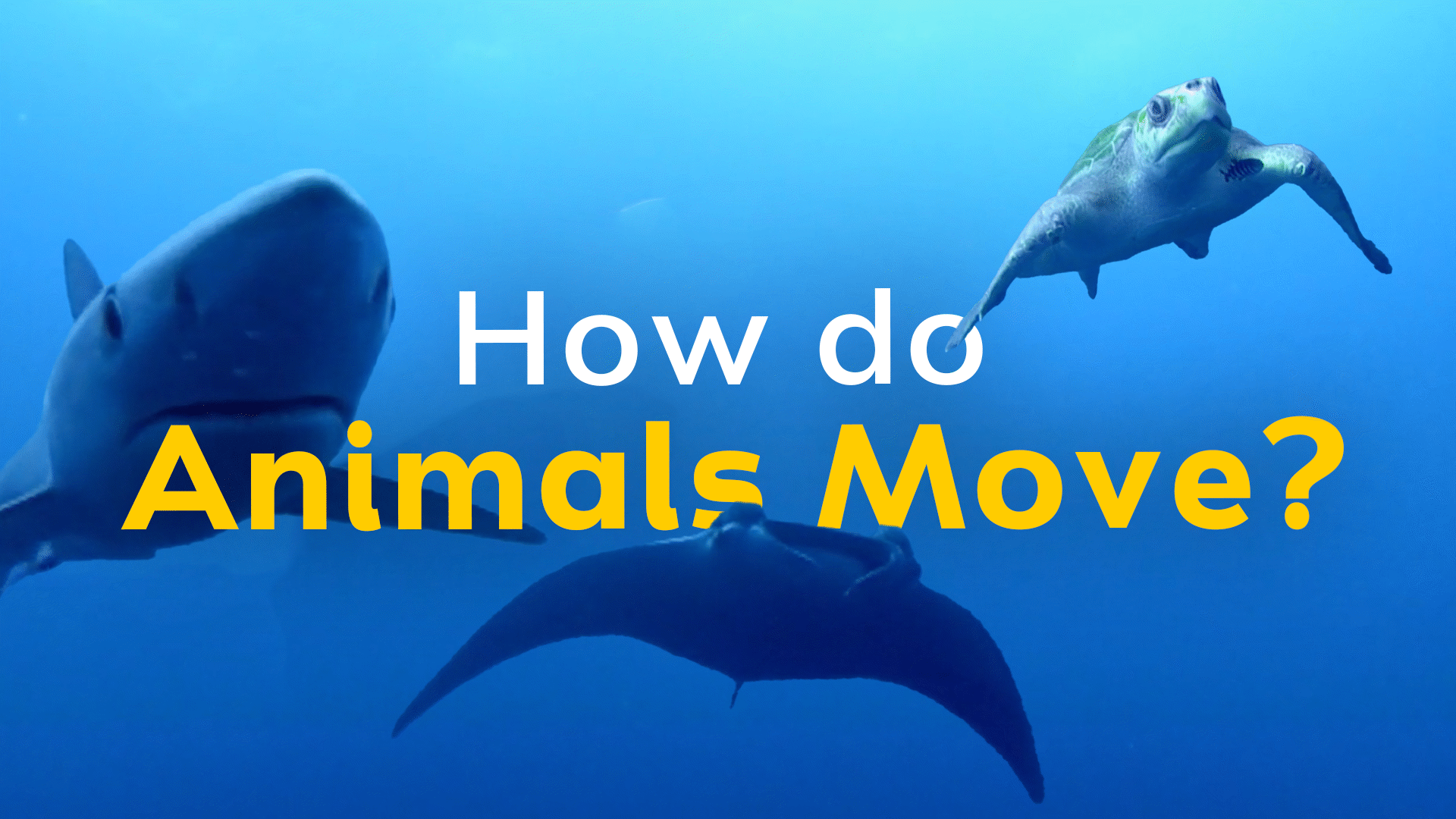 Animal Kingdom: How Do Animals Move? | ClickView