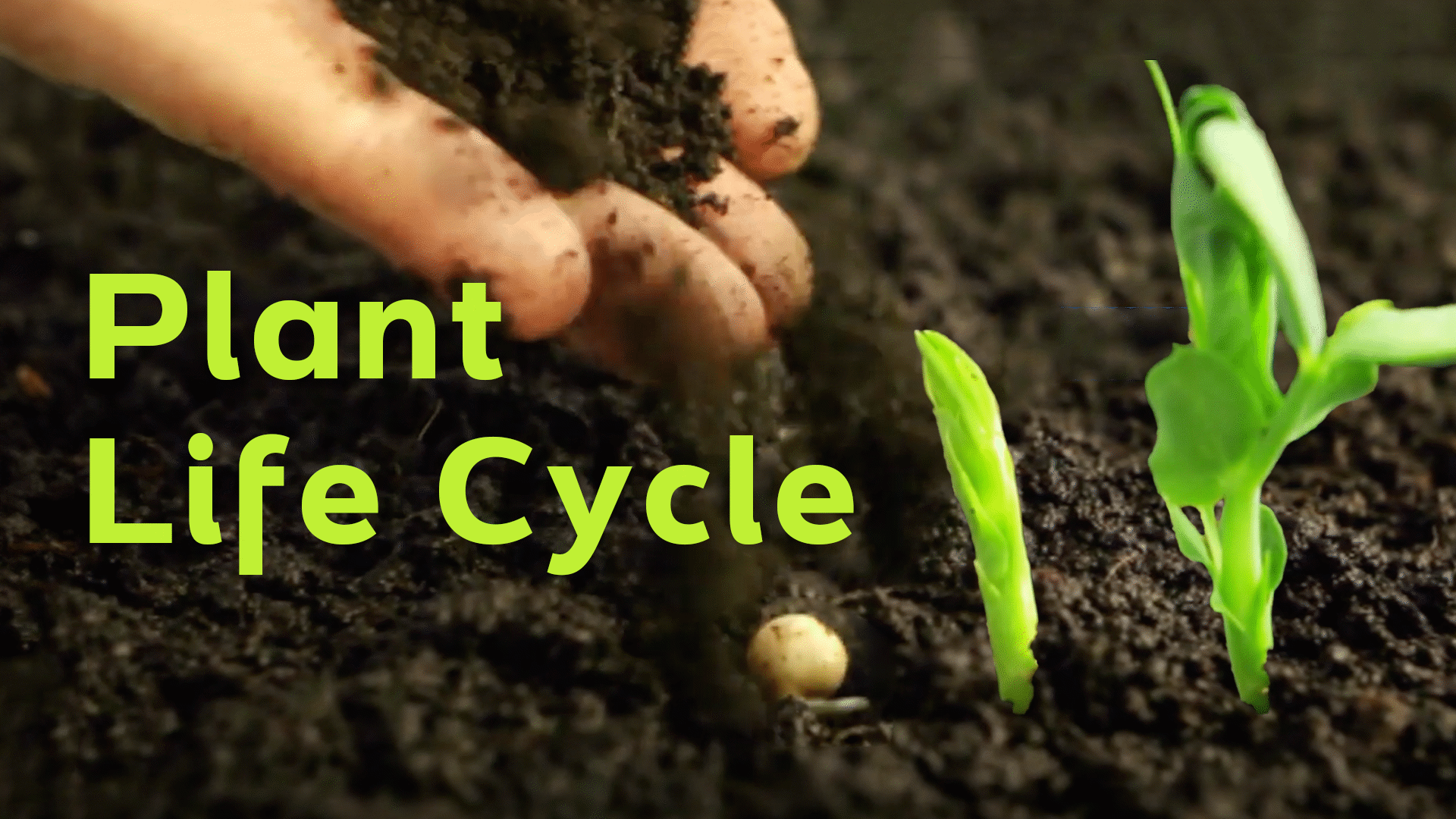 Amazing Plants: Plant Life Cycle | ClickView