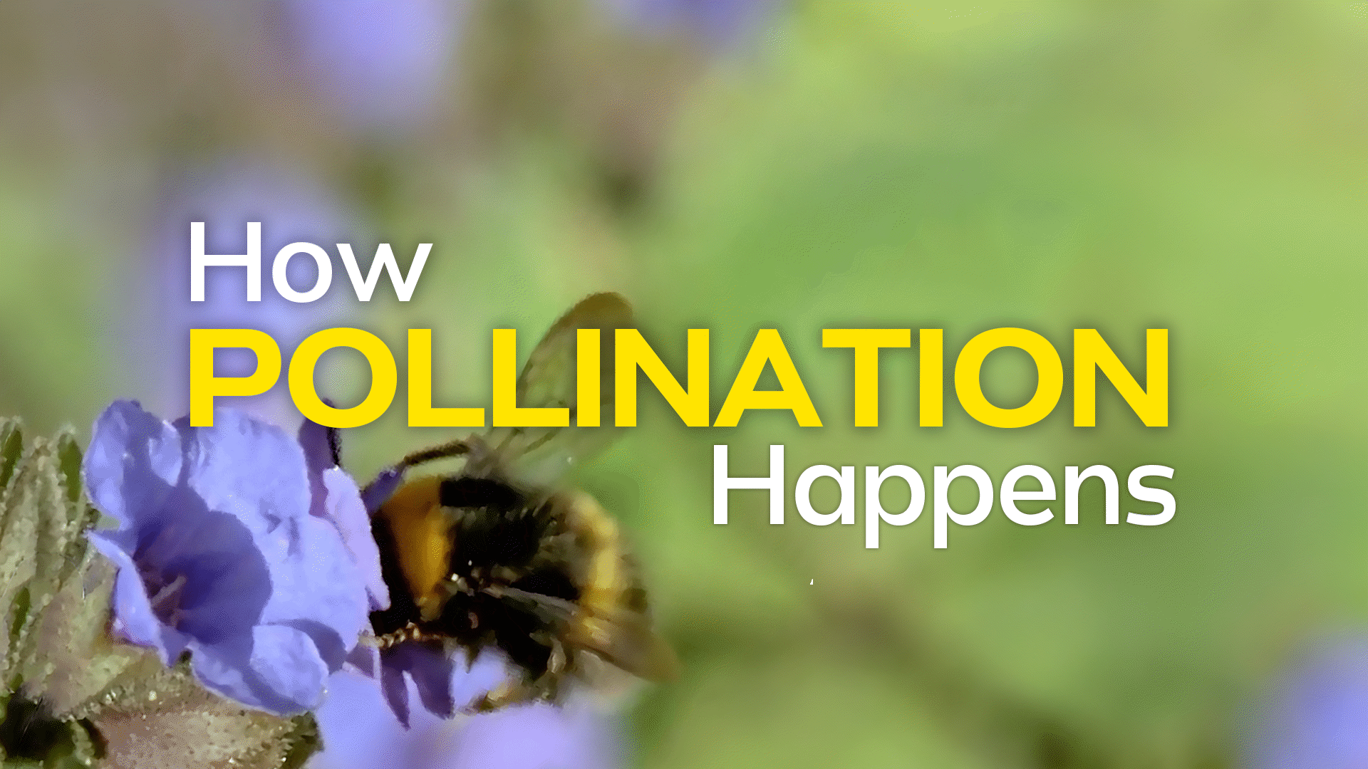 Pollination Video & Resources | ClickView