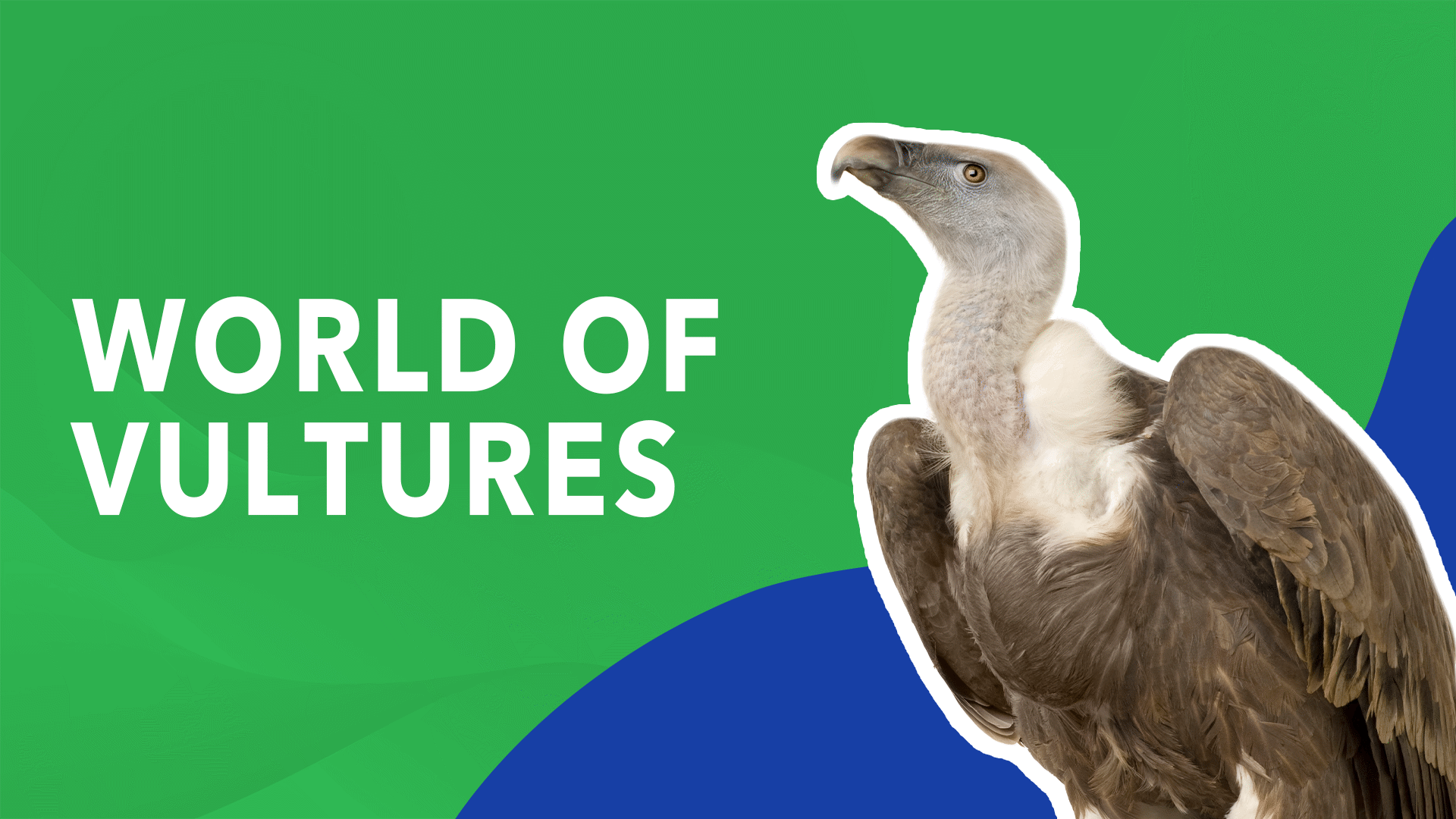 The Center for Birds of Prey presents World of Vultures | Streamable ...