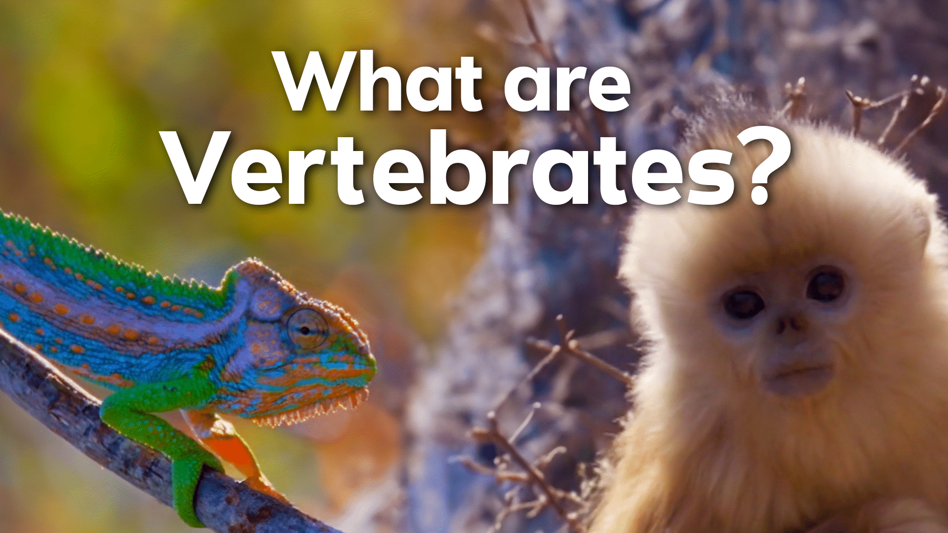 Variation And Classification Vertebrates Clickview