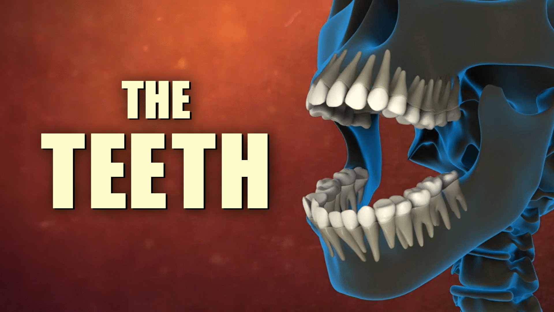 The Human Digestive System: Teeth | ClickView