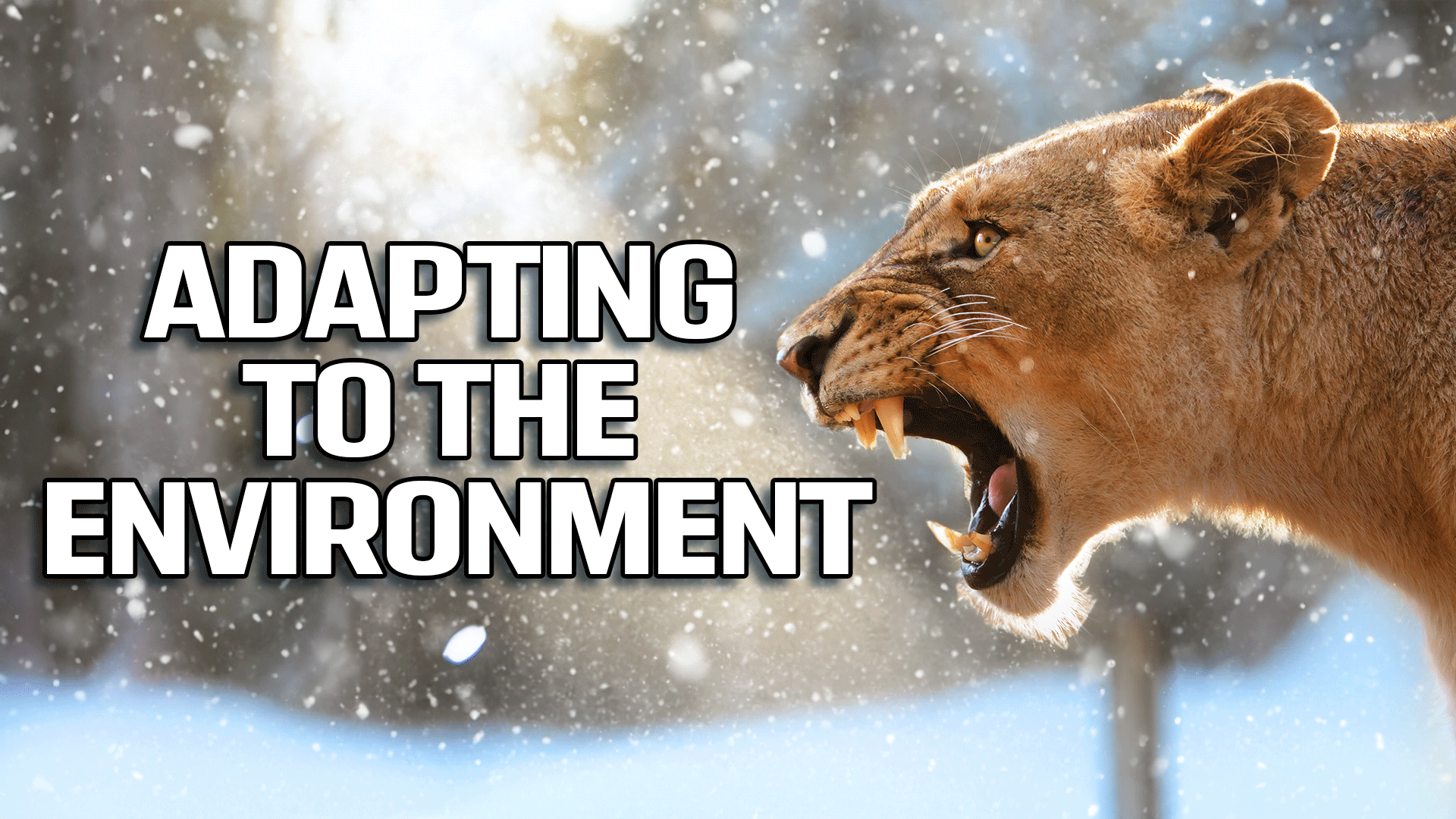 Adaptations Videos, Resources & Worksheets | ClickView