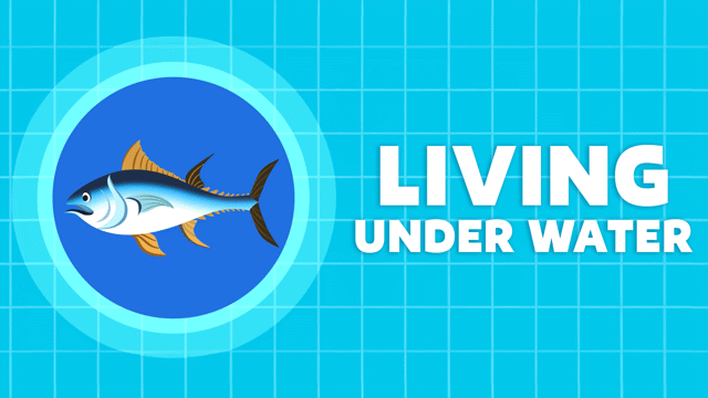Exploring Aquatic Habitats Video & Resources | ClickView Exploring Aquatic Habitats Video & Resources | ClickView